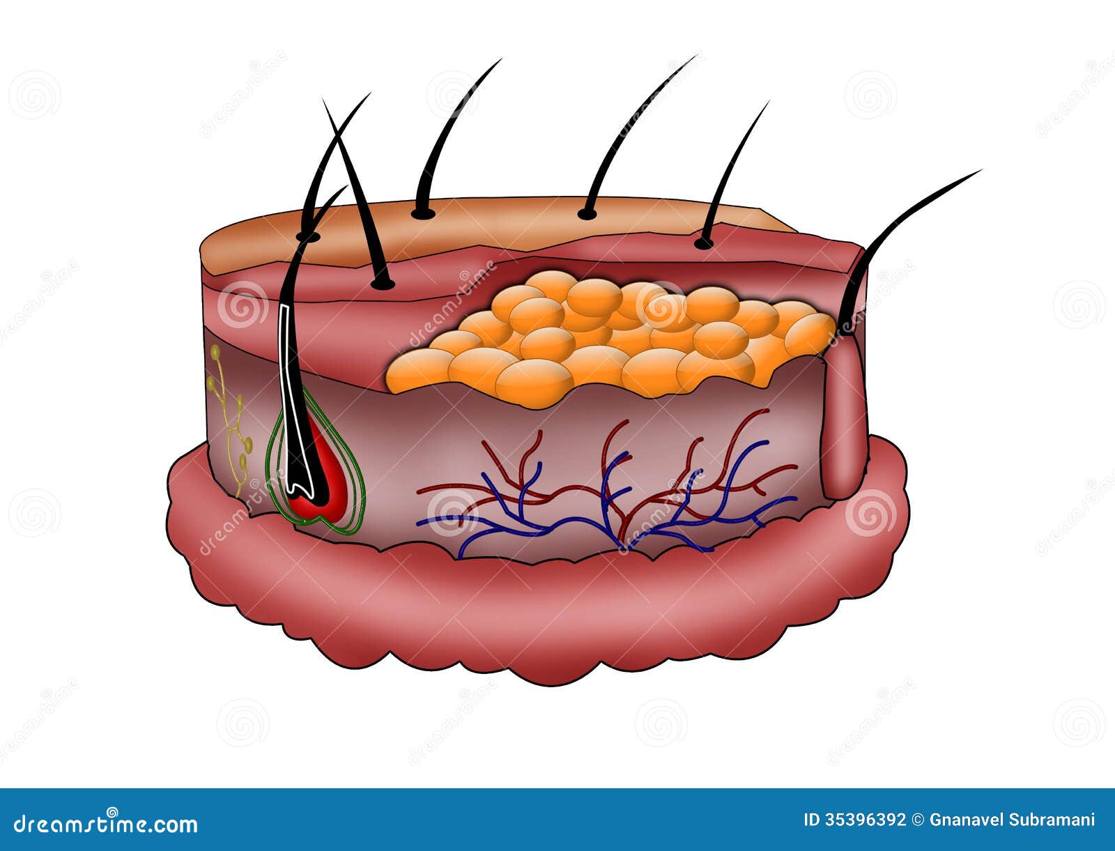 Anatomie humaine de peau illustration stock. Illustration du derme ...