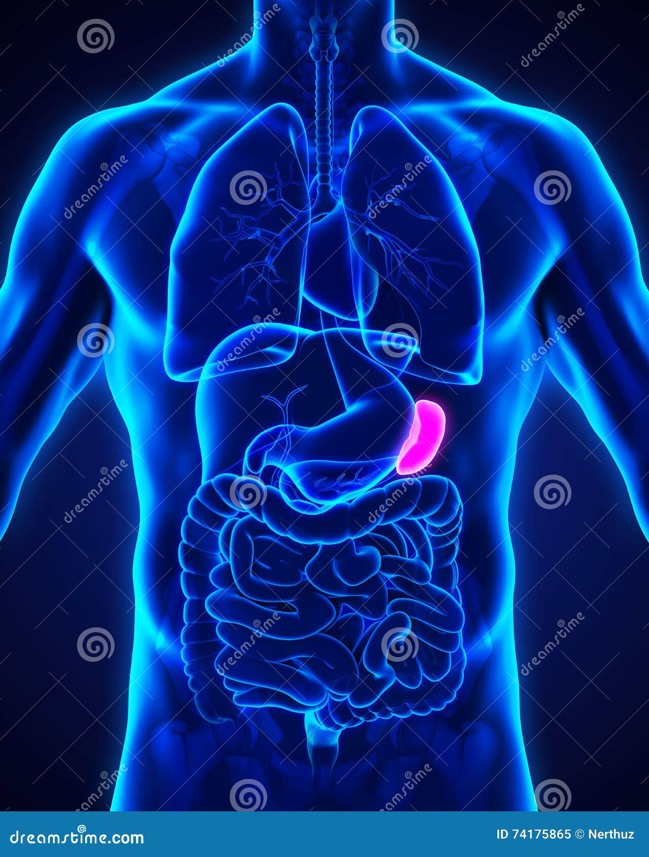 Anatomie humaine de rate illustration stock. Illustration du biologie ...