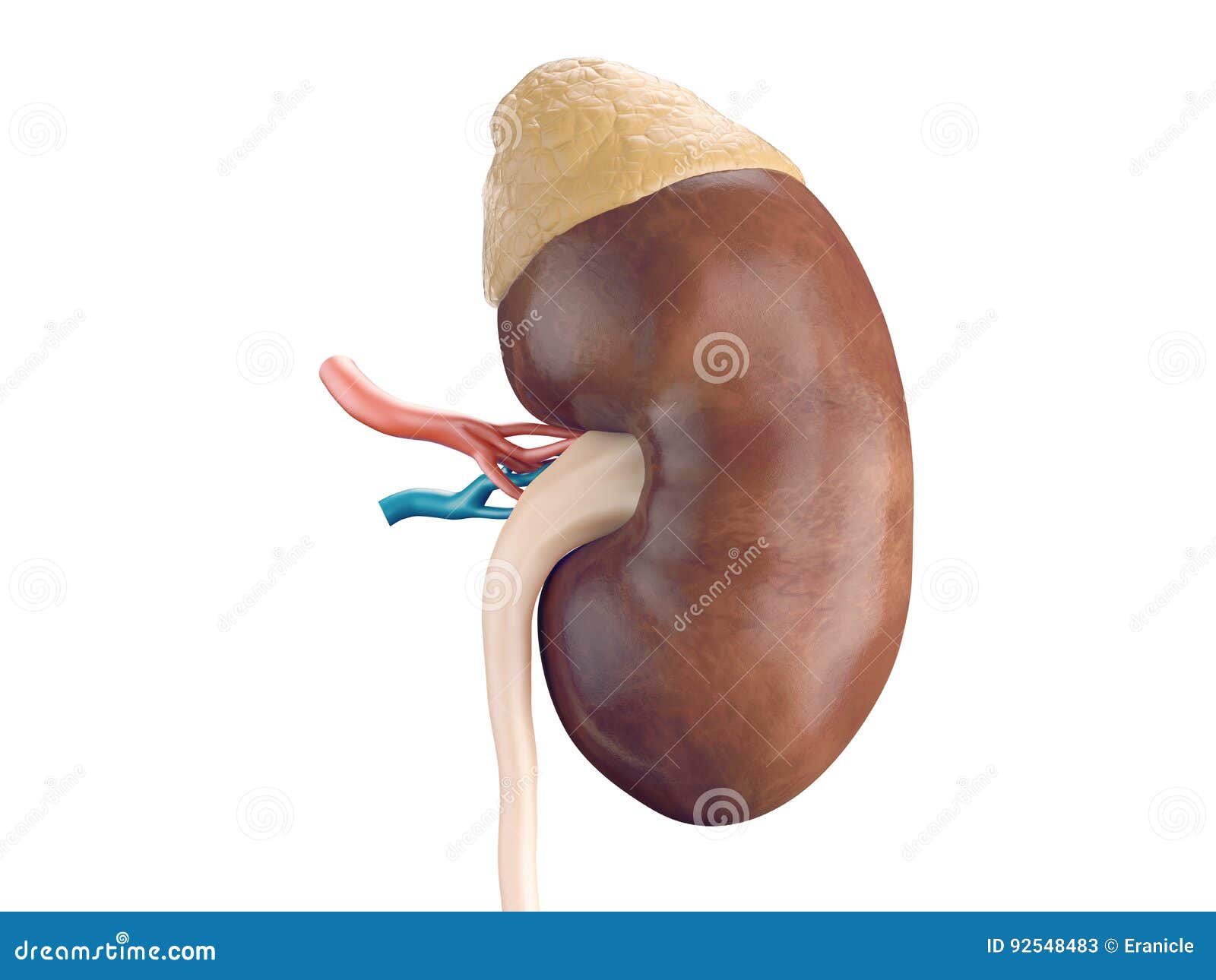 Anatomie humaine de rein illustration stock. Illustration du surface ...