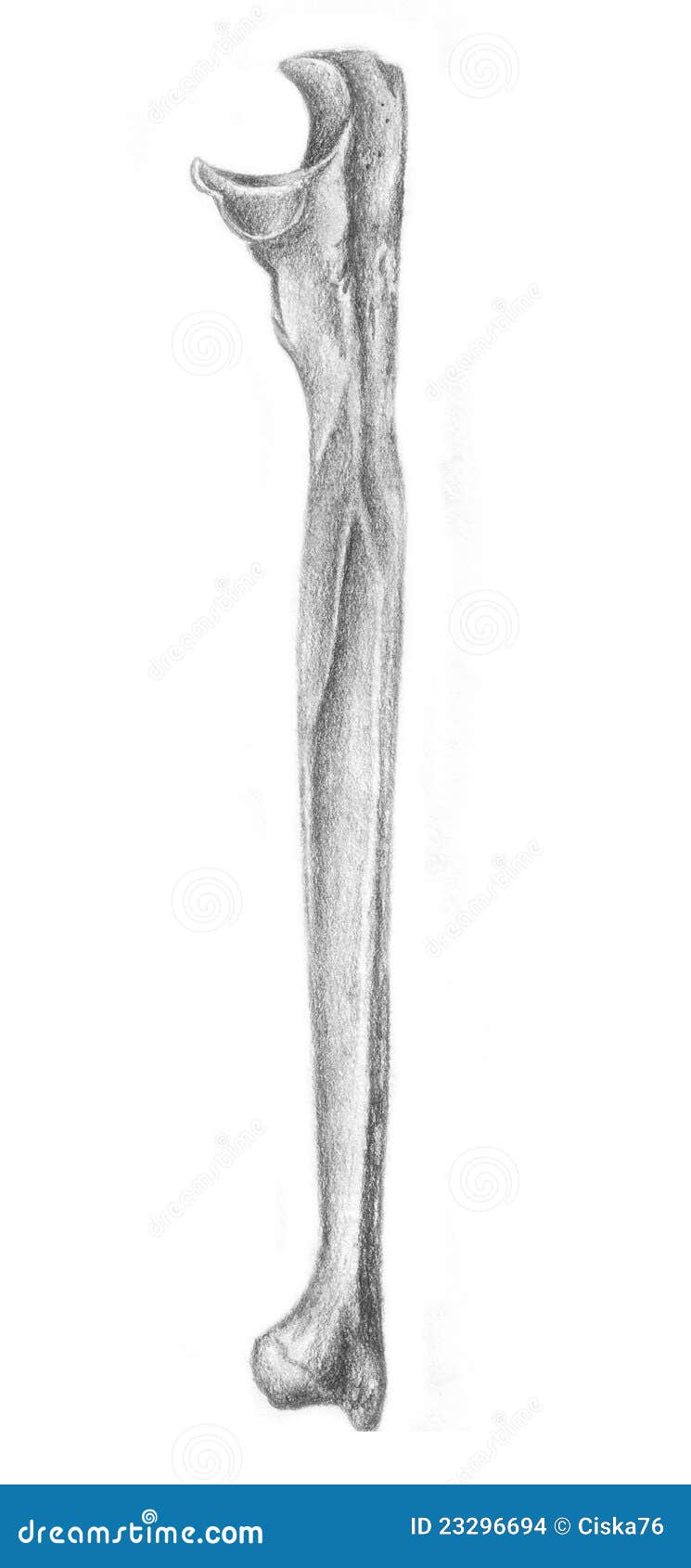 Anatomie Humaine - Os Du Bras Illustration Stock - Illustration du ...