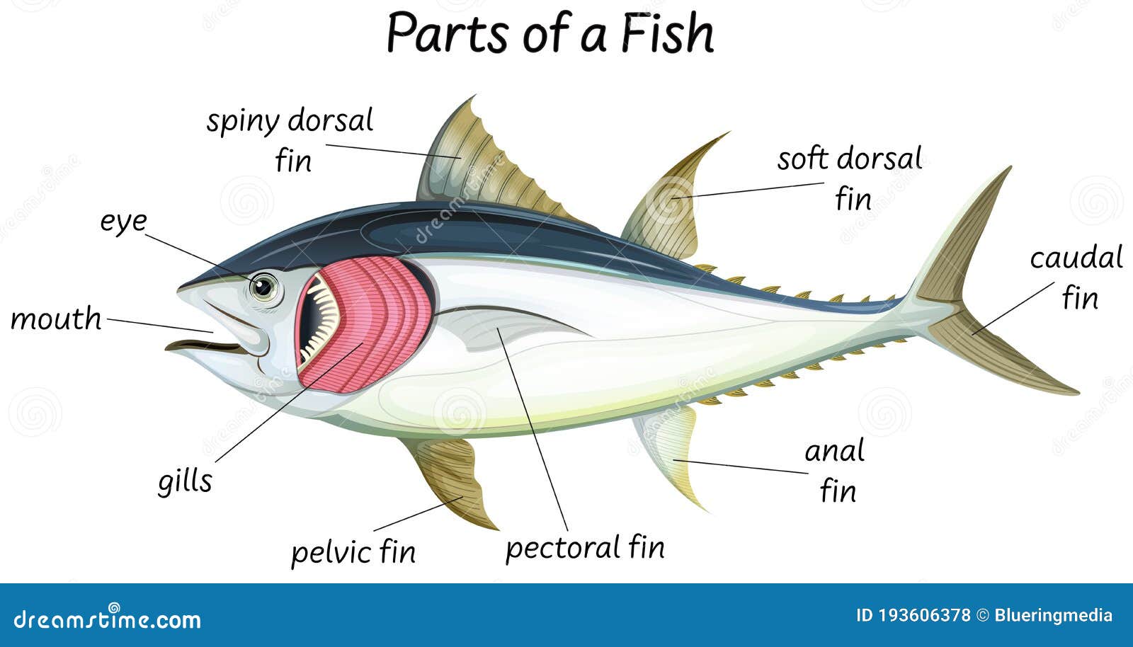 Anatomie Interne De La Science Des Poissons Illustration de Vecteur ...