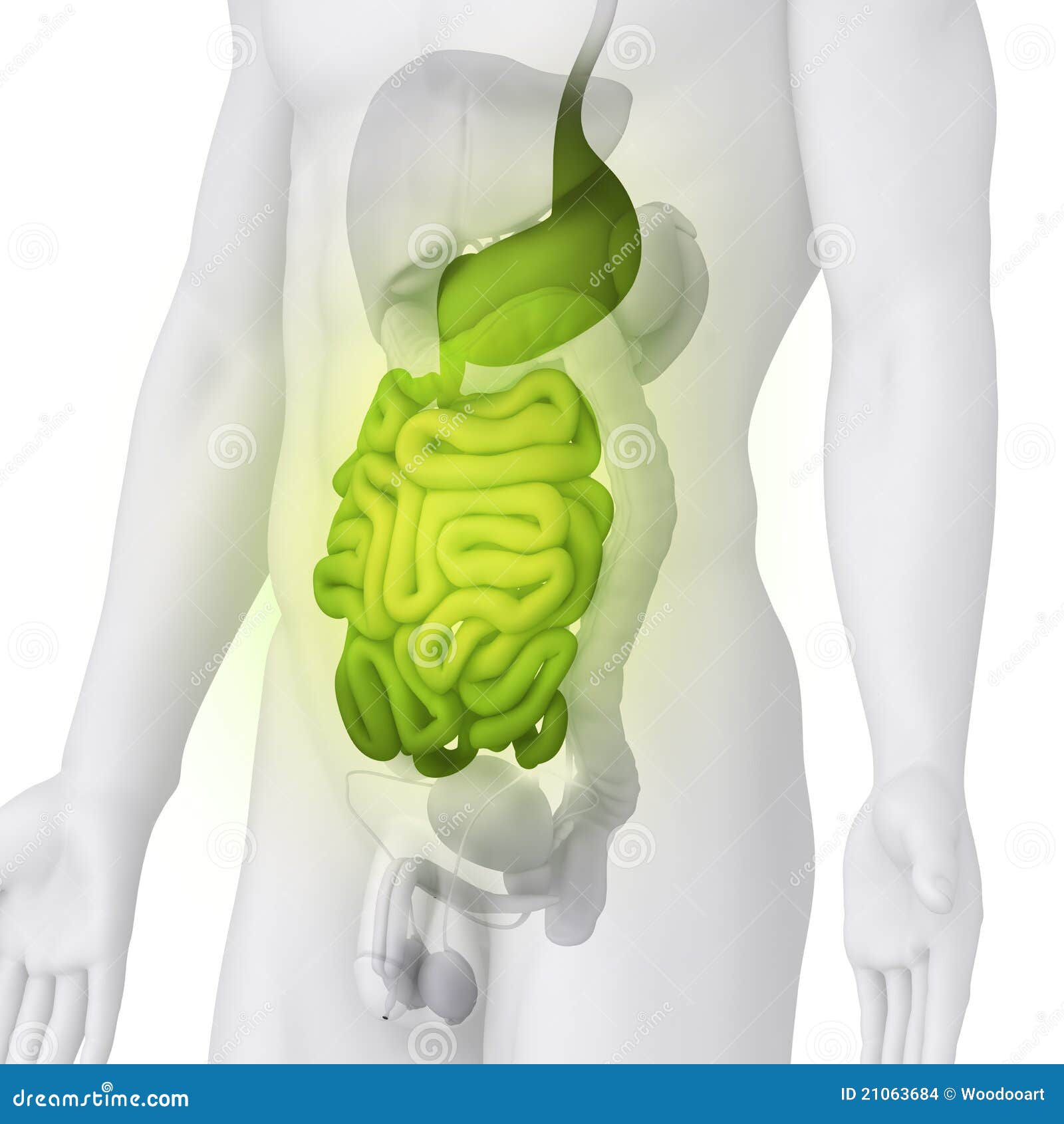Anatomie Mâle D'ENTRAILLES Et D'ESTOMAC Illustration Stock ...