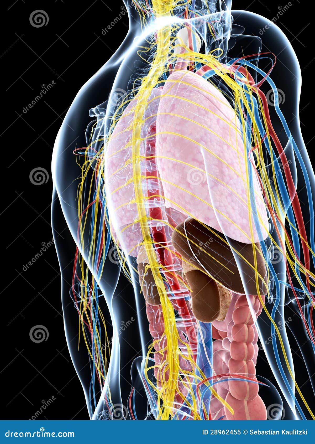Anatomie masculine illustration stock. Illustration of organes - 28962455