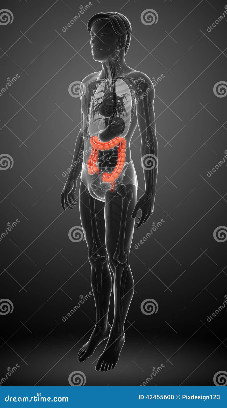 Anatomie Masculine De Gros Intestin Illustration Stock - Illustration ...