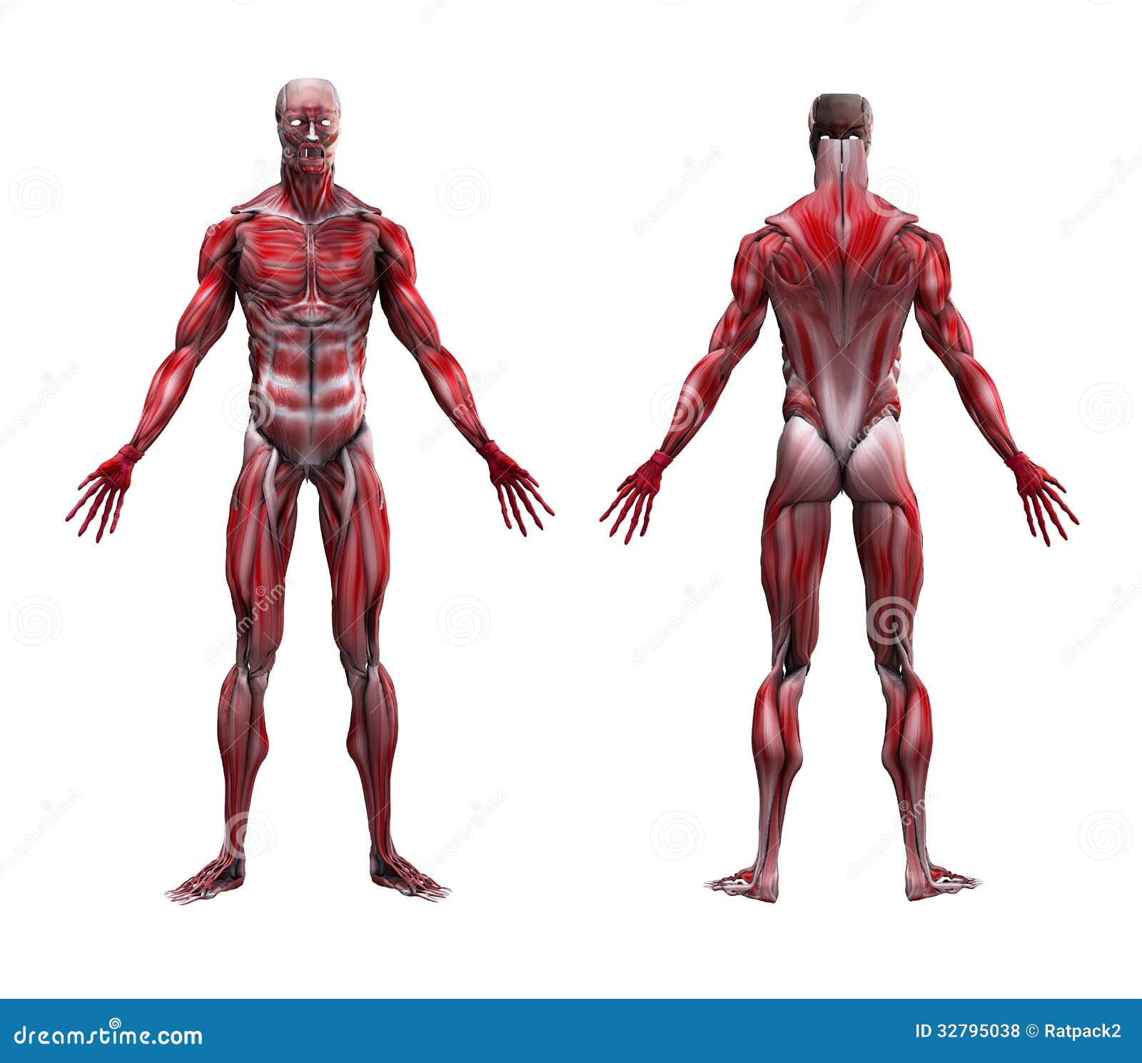Schéma Muscles Corps Humain – Anatomie Du Corps Humain Schéma – VYJSBI