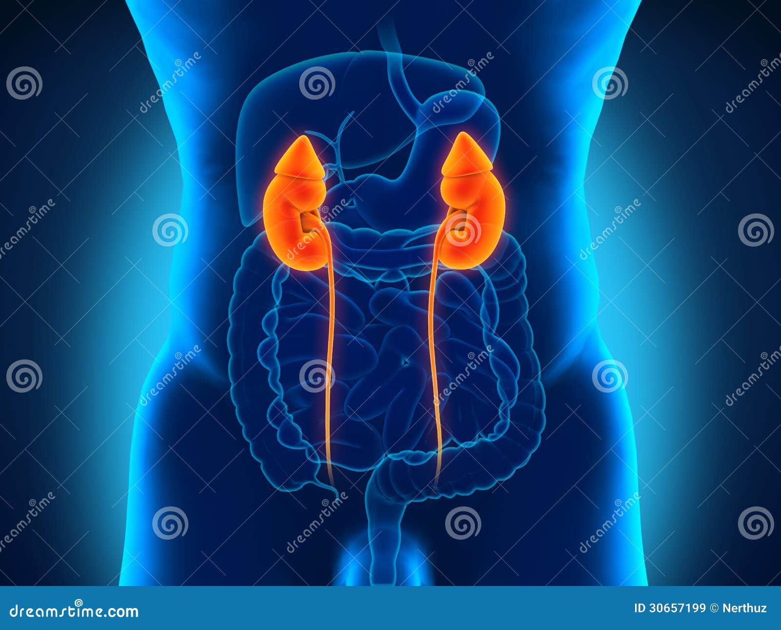 Anatomie Masculine Humaine De Reins Illustration Stock - Illustration ...