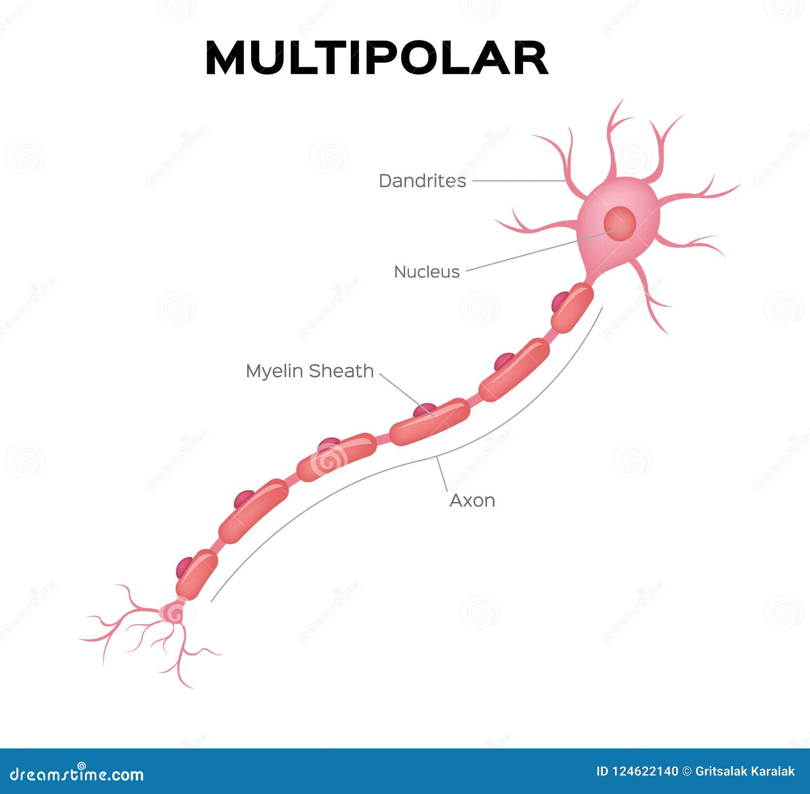 Anatomie Multipolaire De Neurone Infographic Illustration de Vecteur ...