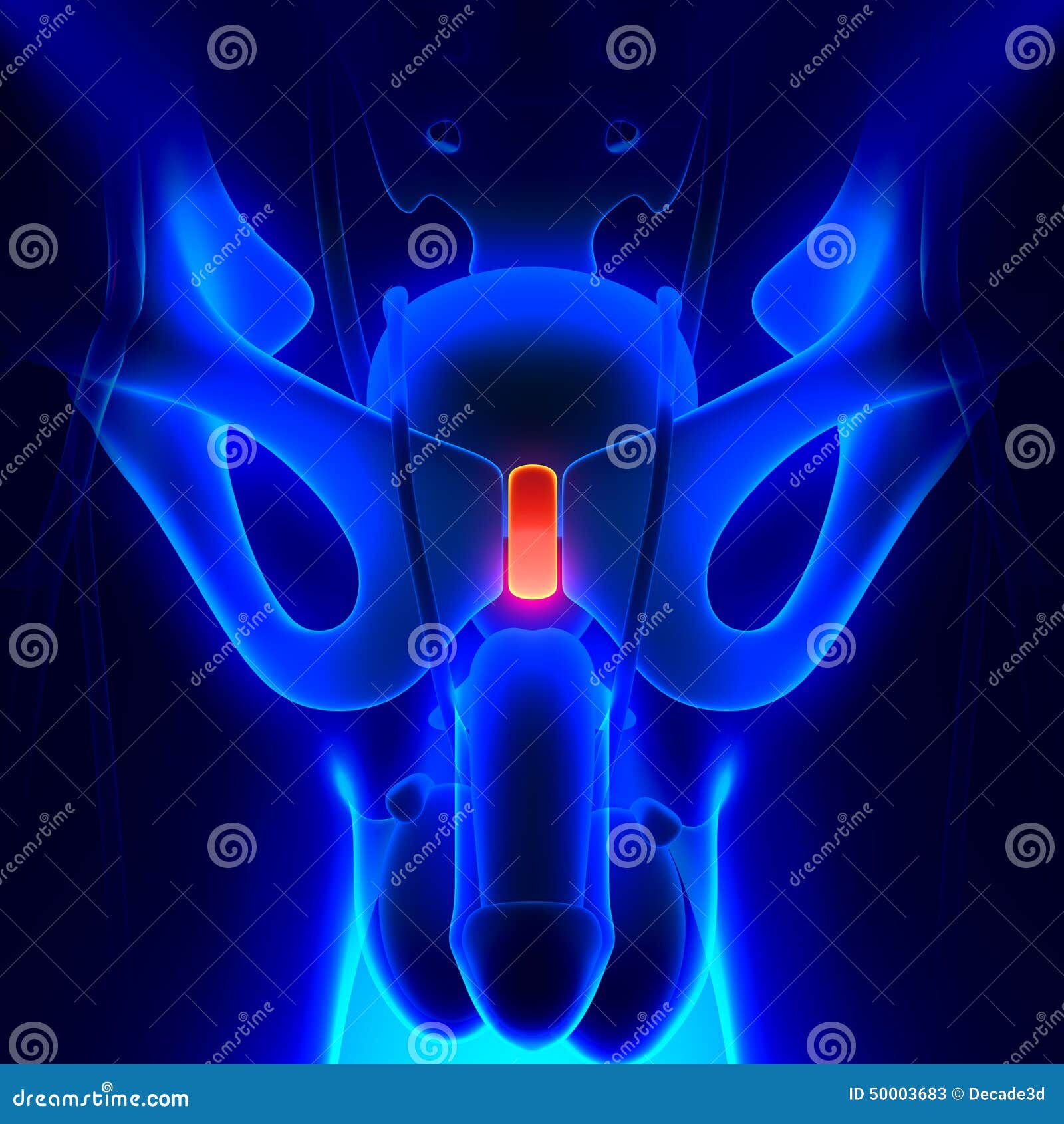 Anatomie Pubienne De Symphysis Illustration Stock - Illustration du ...