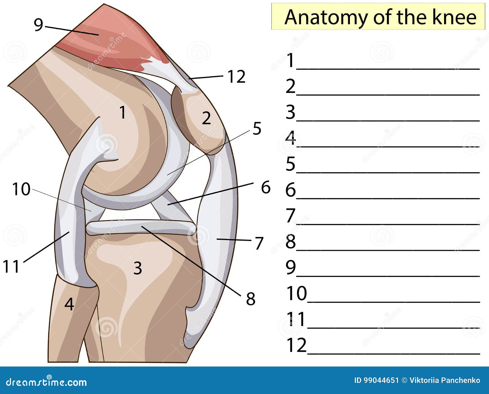 Anatomie Souscrivez Trame D'articulation Du Genou De Structure ...