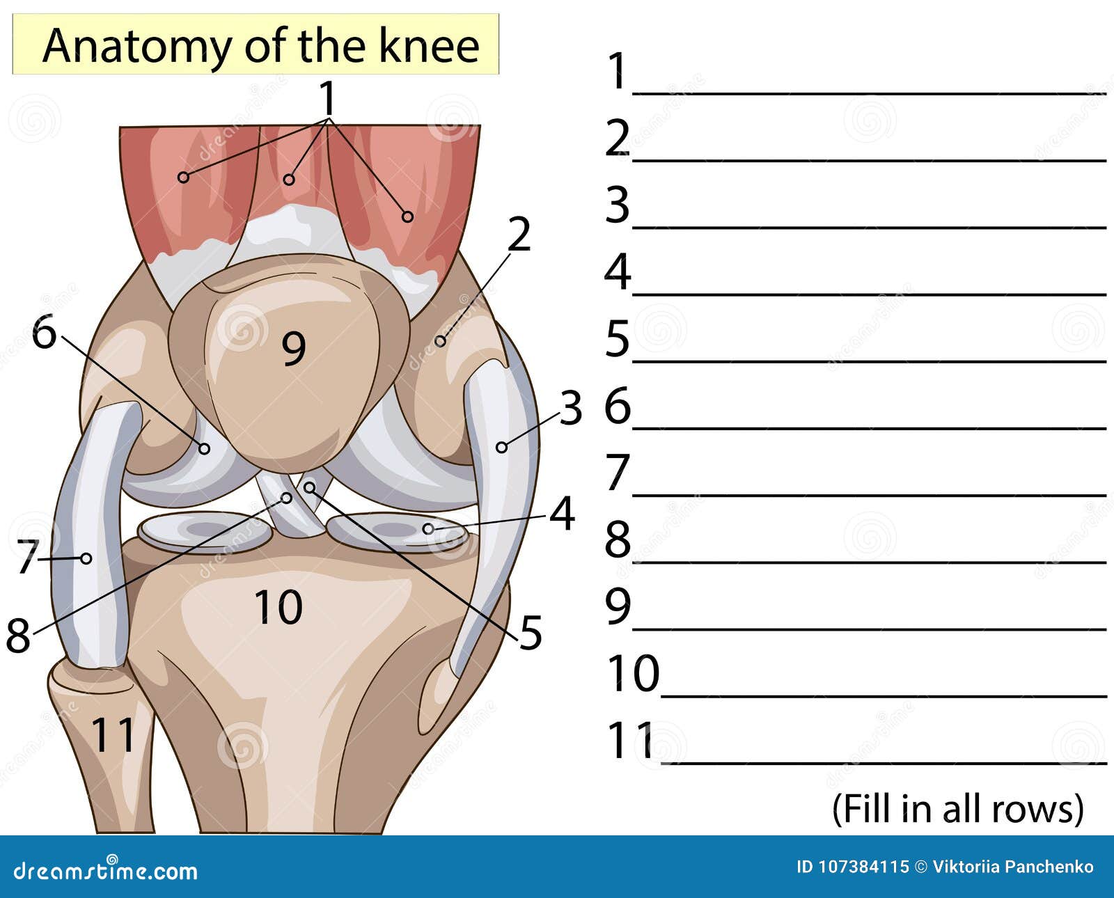 Anatomie Souscrivez Vecteur D'articulation Du Genou De Structure ...