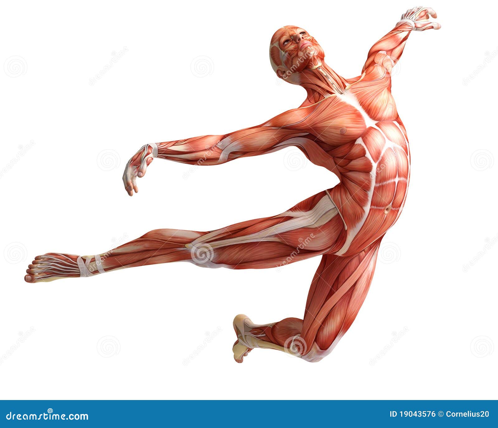 Anatomie, spieren stock illustratie. Illustration of onderwijs - 19043576