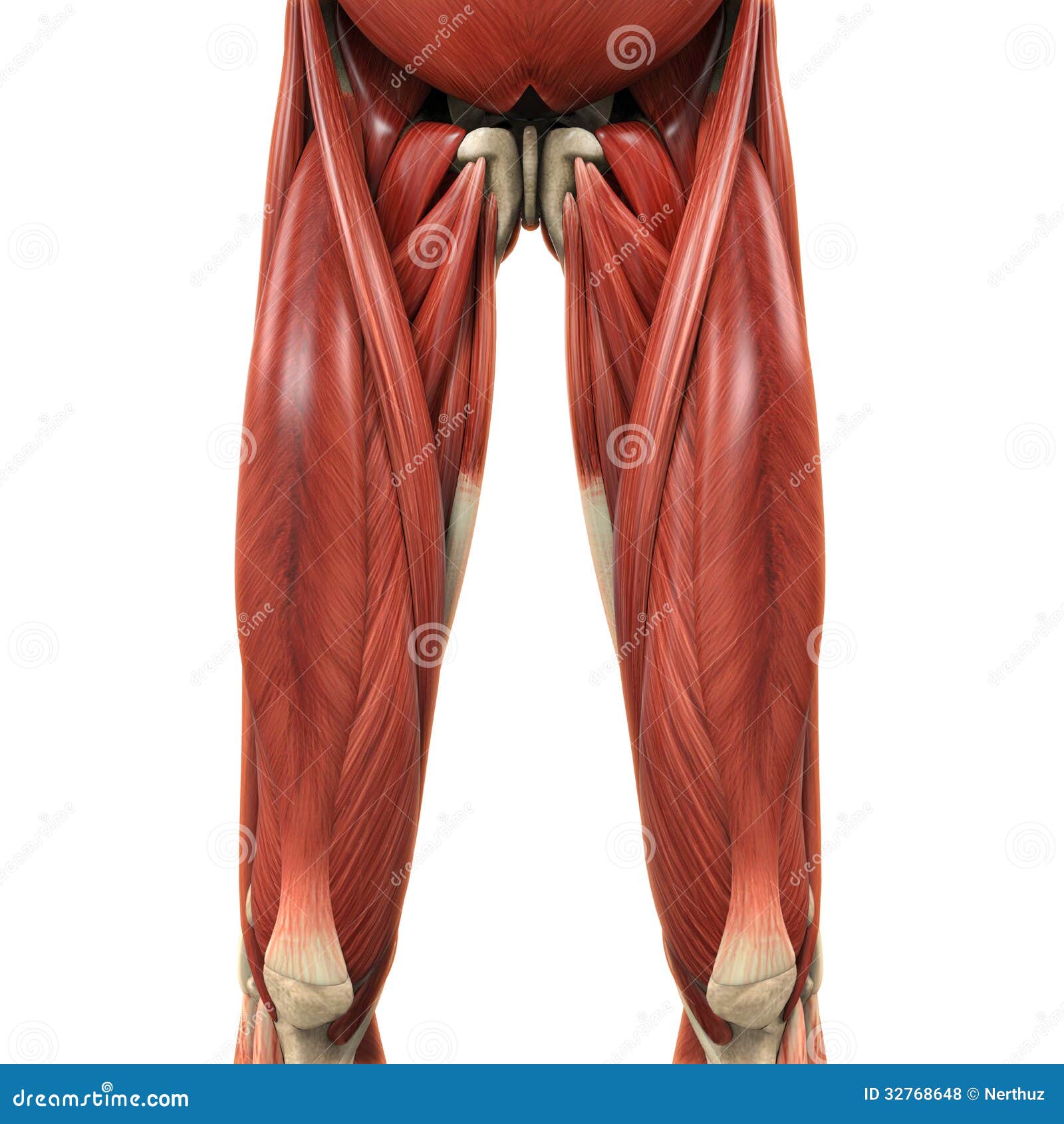 Anatomie Supérieure De Muscles De Jambes Illustration Stock ...