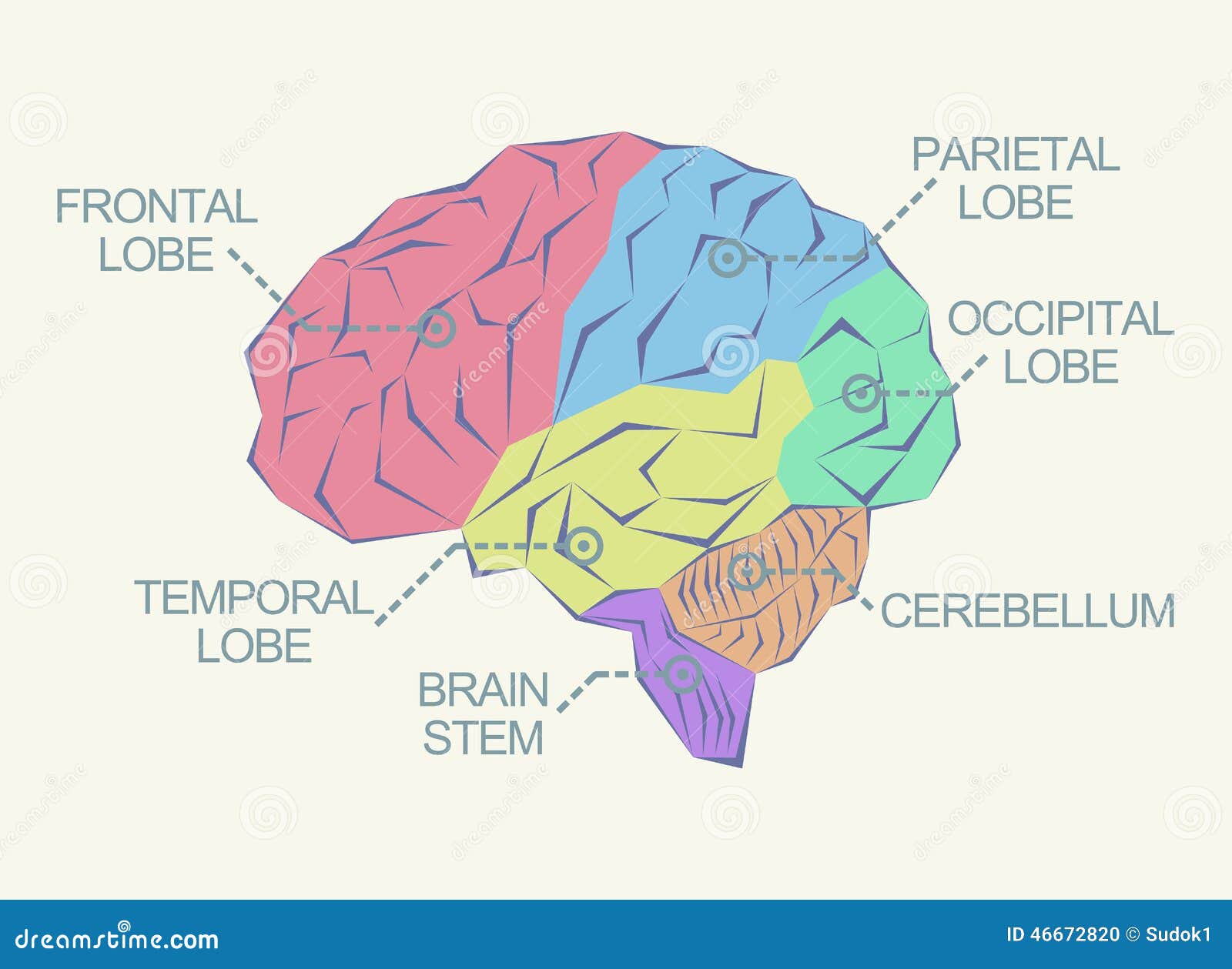 Anatomie van de hersenen stock illustratie. Illustration of hoofd ...