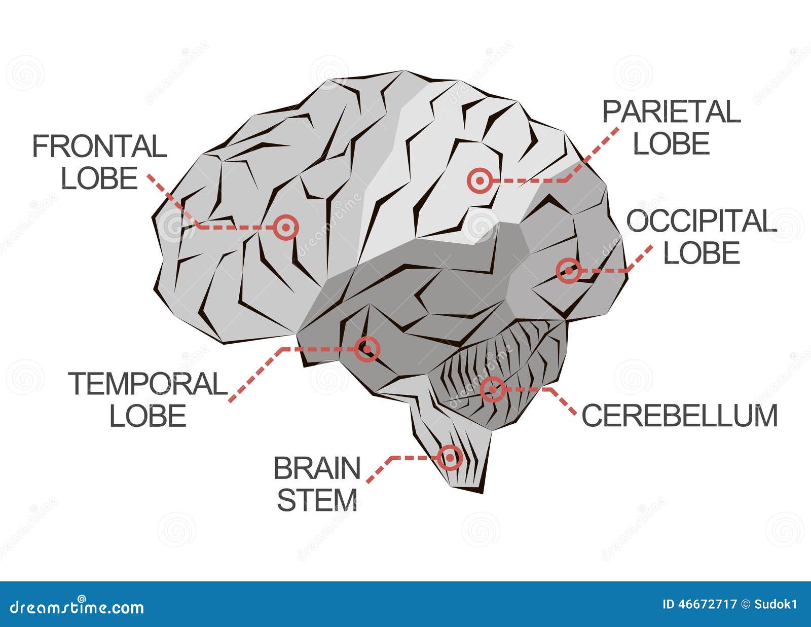 Anatomie Van De Hersenen in Zwart-wit Stock Illustratie - Illustration ...