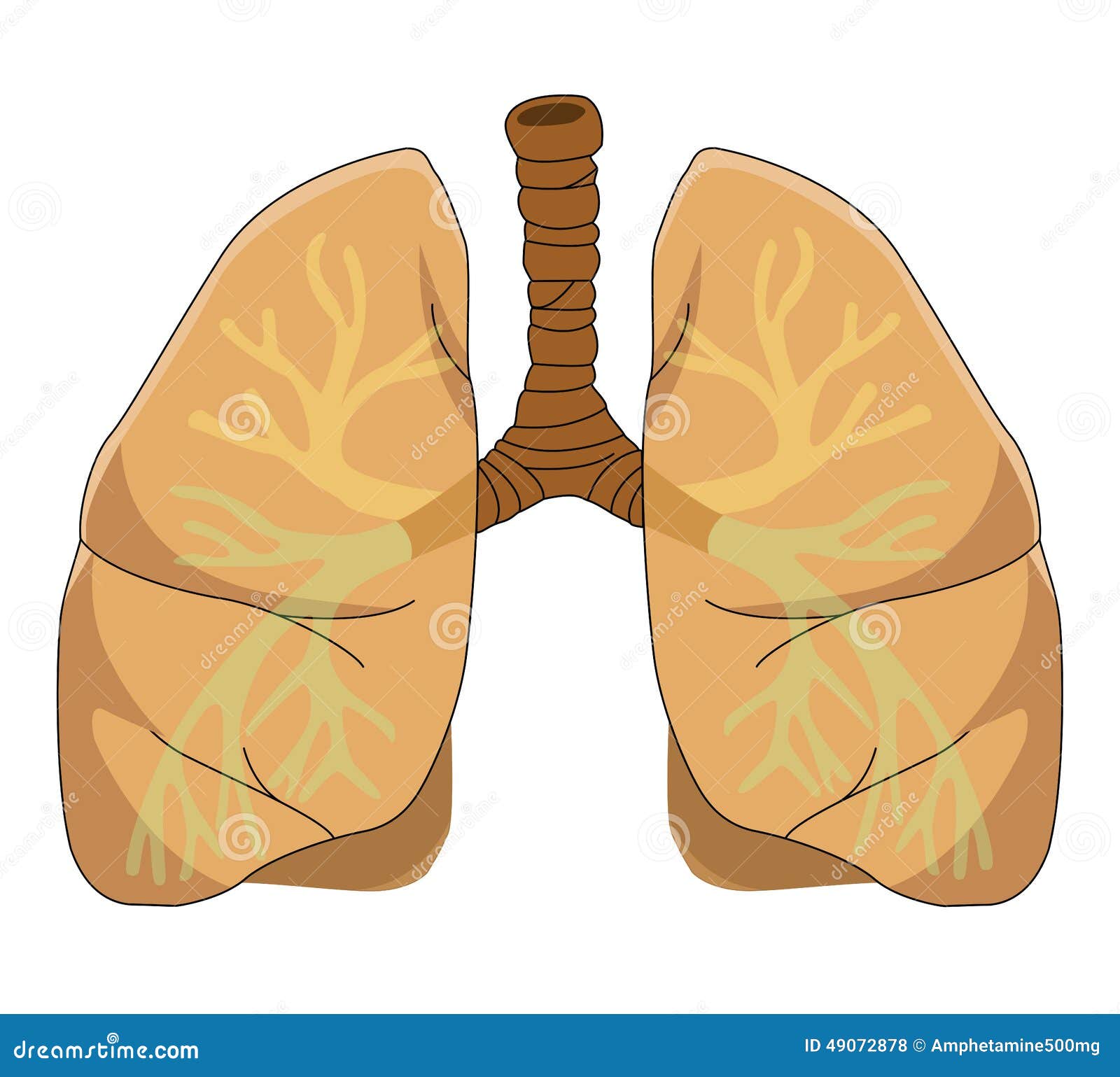 Anatomie van de Long vector illustratie. Illustration of anatomisch ...