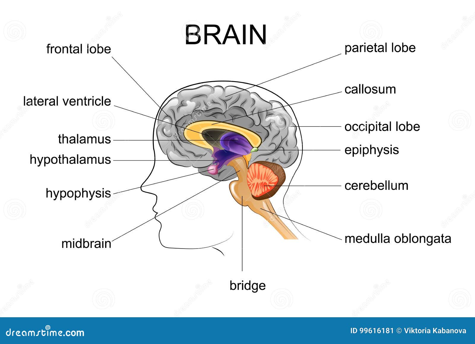 Anatomie Van De Menselijke Hersenen Vector Illustratie - Illustration ...