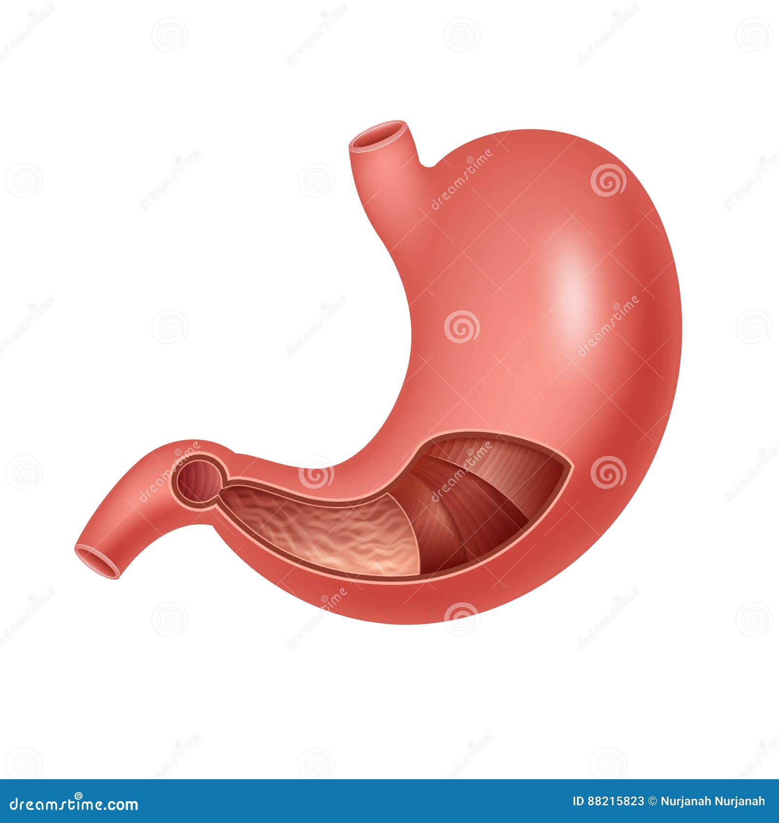 Anatomie Van De Menselijke Maag Vector Illustratie - Illustration of ...