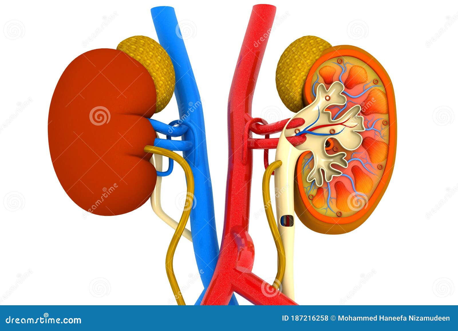 Anatomie Van De Menselijke Nier Stock Illustratie - Illustration of ...