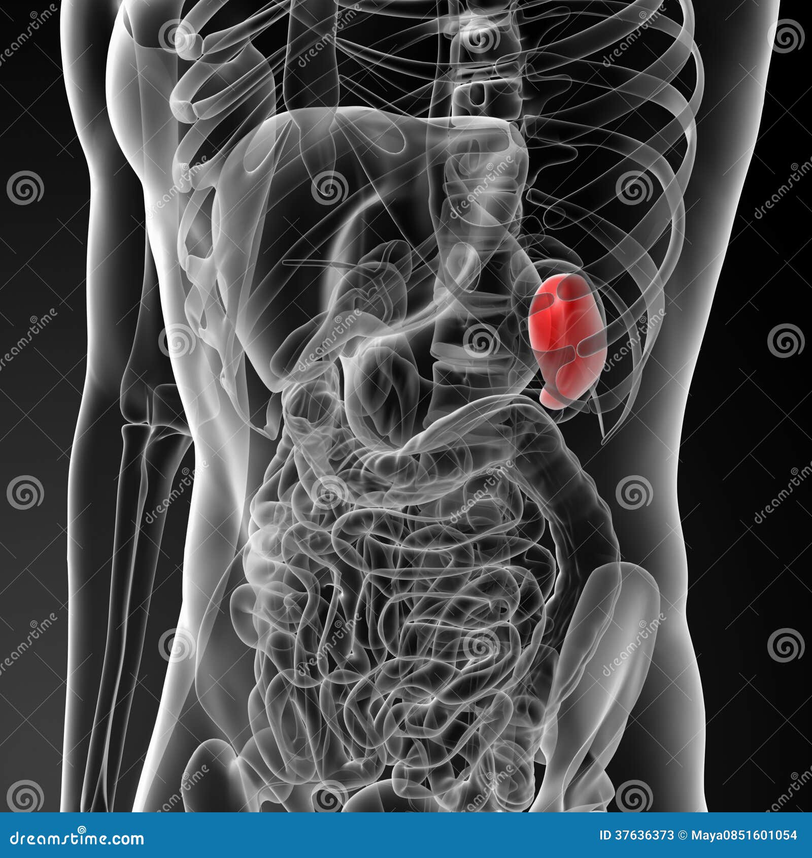 Anatomie van de Milt stock illustratie. Illustration of lichaam - 37636373