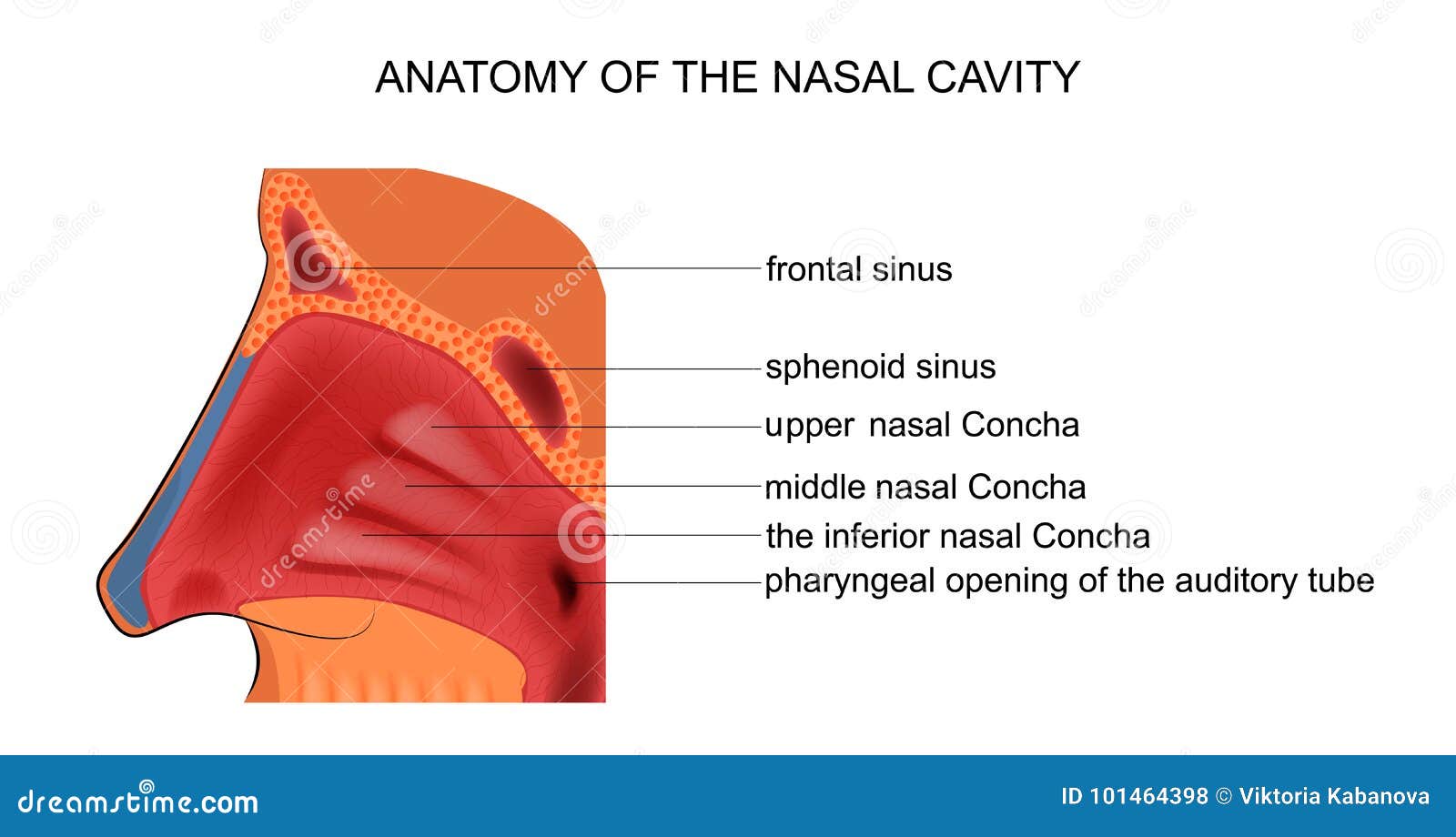 Anatomie van de neusholte vector illustratie. Illustration of mondeling ...