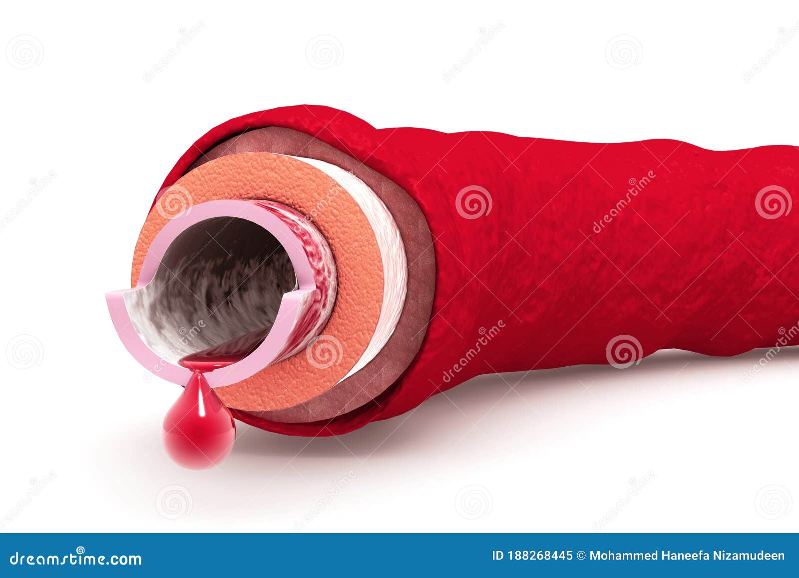 Anatomie Van Een Slagader Met Bloedcellen Stock Illustratie ...