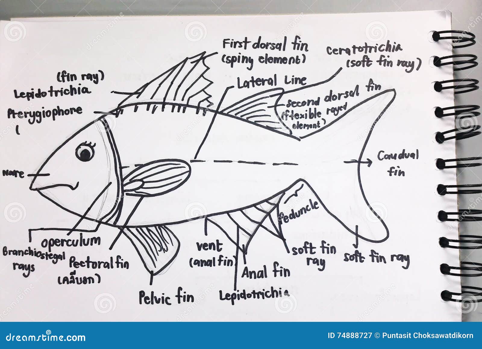 Anatomie Van Een Vis Sketchup Stock Illustratie - Illustration of ...