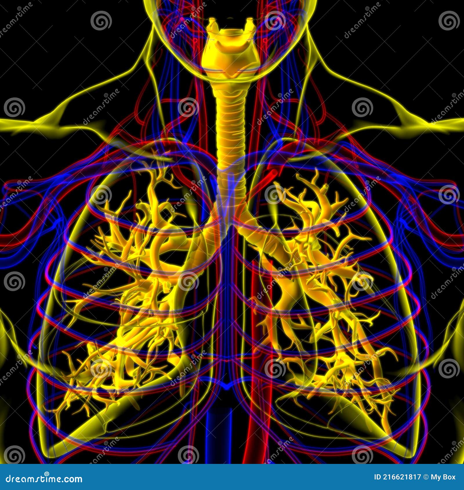 Anatomie Van Het Ademhalingsstelsel Van Longen Voor Medisch Gebruik 3d ... Anatomie Van Het Ademhalingsstelsel Van Longen Voor Medisch Gebruik 3d ...