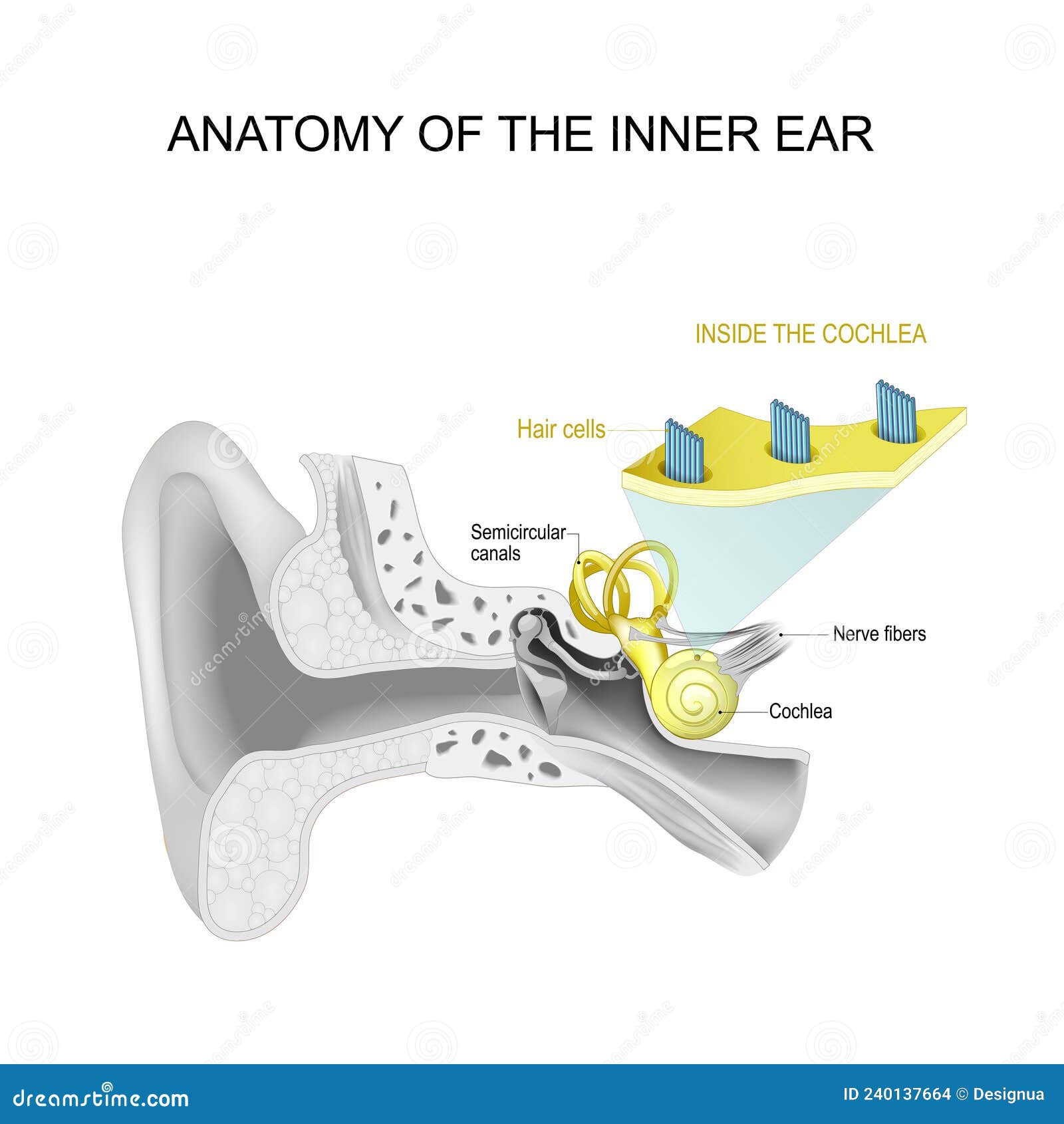 Anatomie Van Het Binnenoor. Klontering Van Haarcellen Vector ...