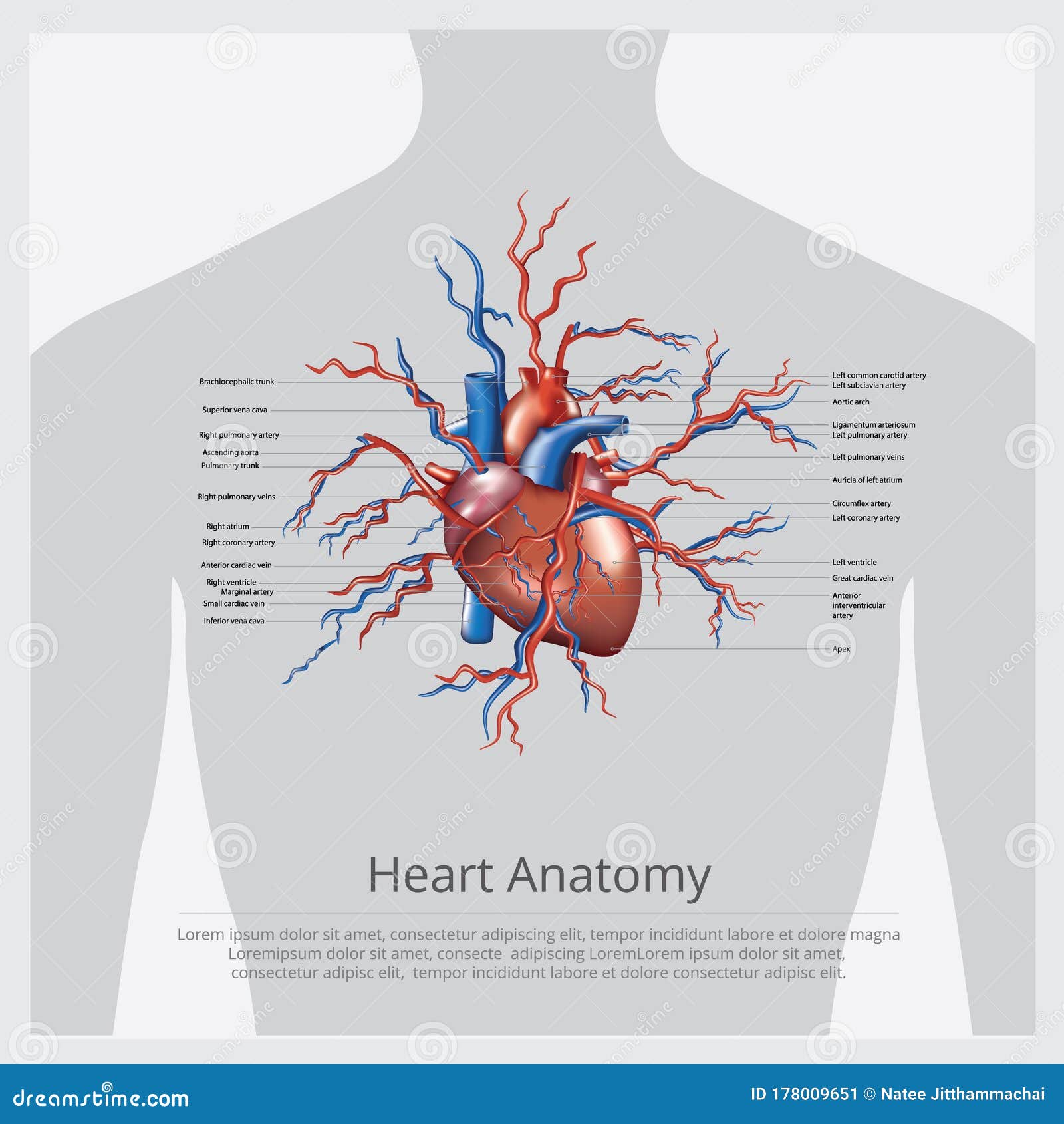 Anatomie Van Het Menselijk Hart Vector Illustratie - Illustration of ...