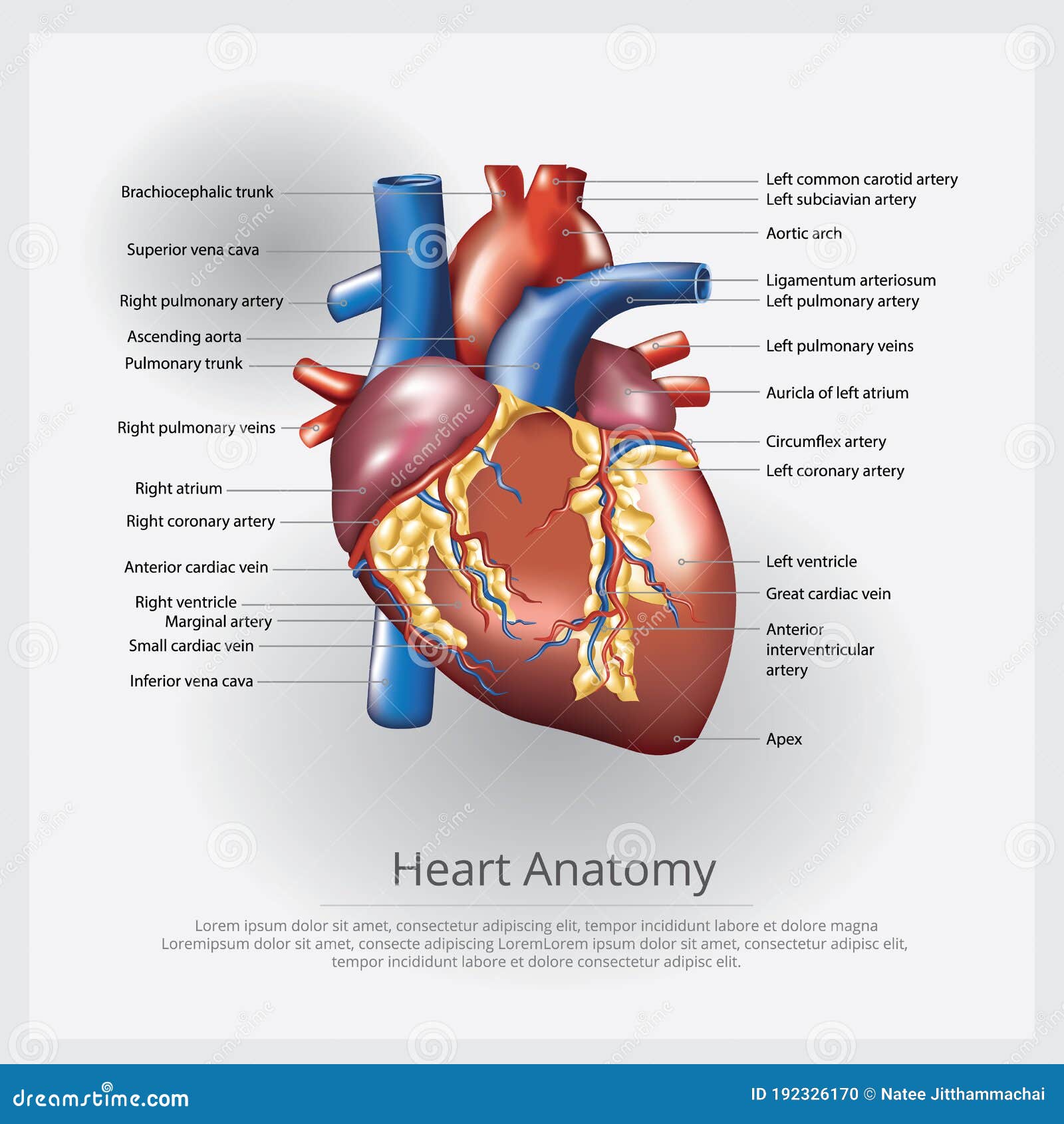 Anatomie Van Het Menselijk Hart Vector Illustratie - Illustration of ...