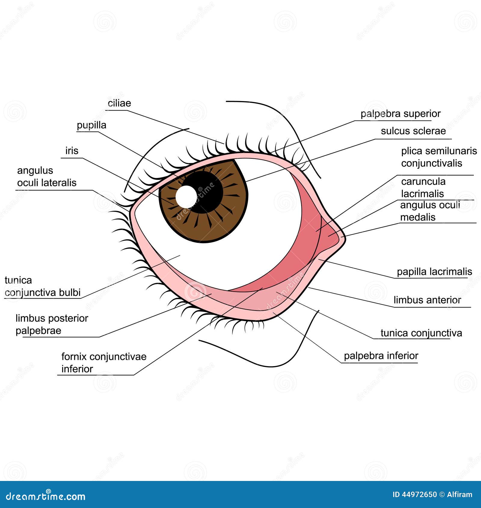 Anatomie Van Het Menselijke Oog Vector Illustratie - Illustration of ...