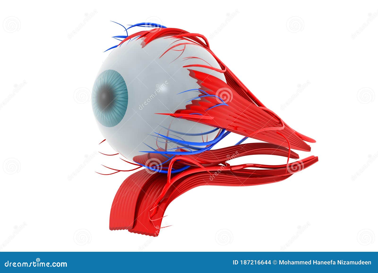 Anatomie van het oog stock illustratie. Illustration of optisch - 187216644