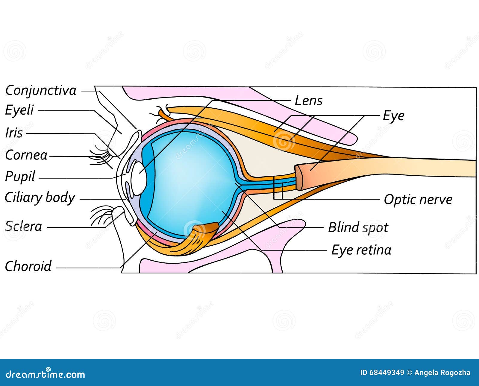 Anatomie Van Het Oog, Gedetailleerde Illustratie Stock Illustratie ...
