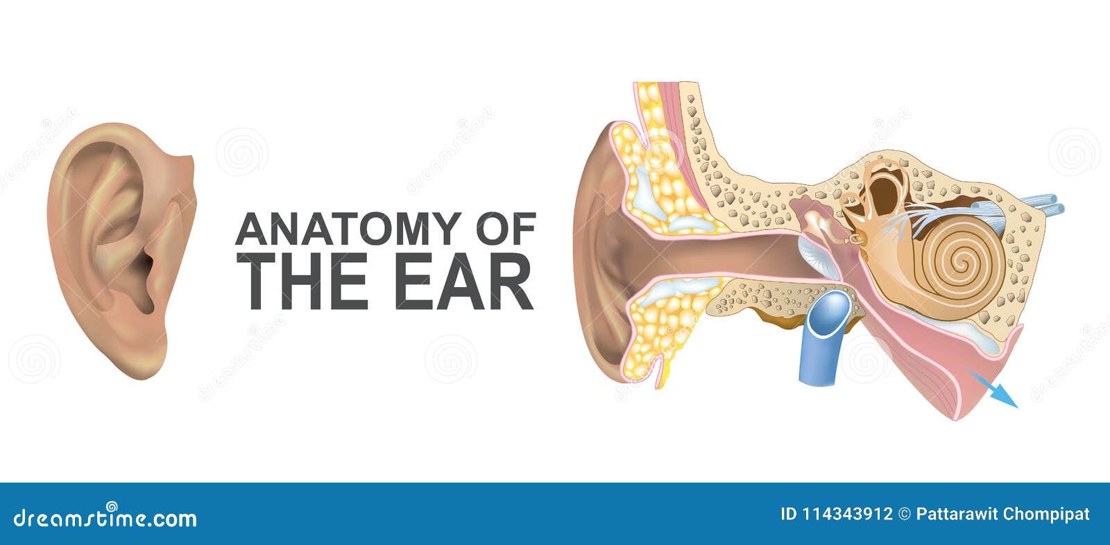 Anatomie van het oor vector illustratie. Illustration of anatomie ...
