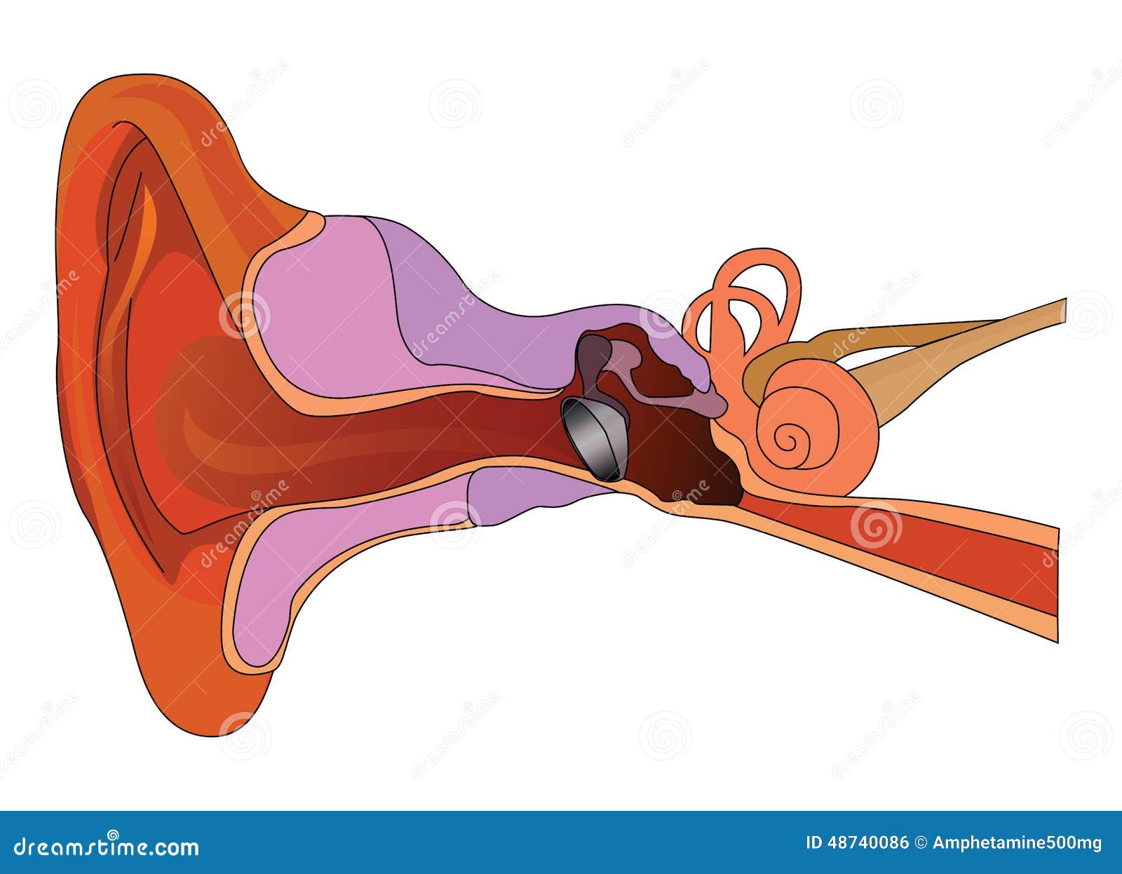 Anatomie van het oor vector illustratie. Illustration of geïsoleerd ...