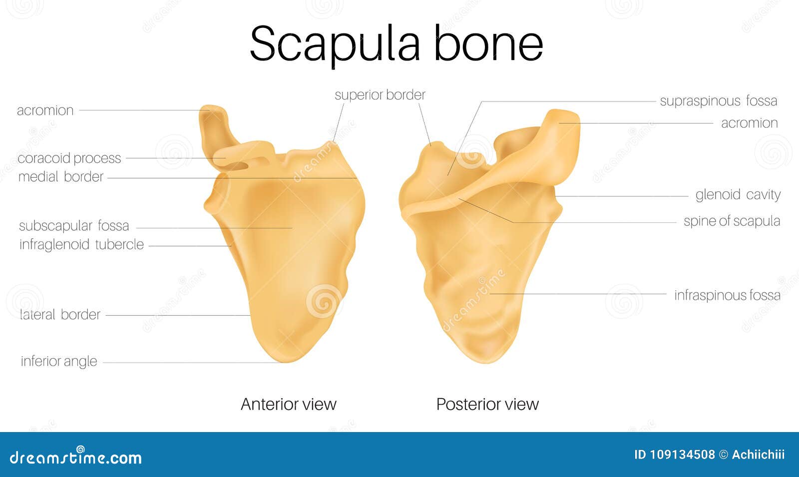 Anatomie Van Het Schouderblad Vector Illustratie - Illustration of voor ...
