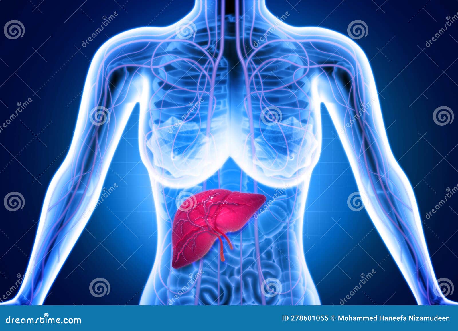 Anatomie Van Menselijk Lichaam Met Lever Stock Illustratie ...