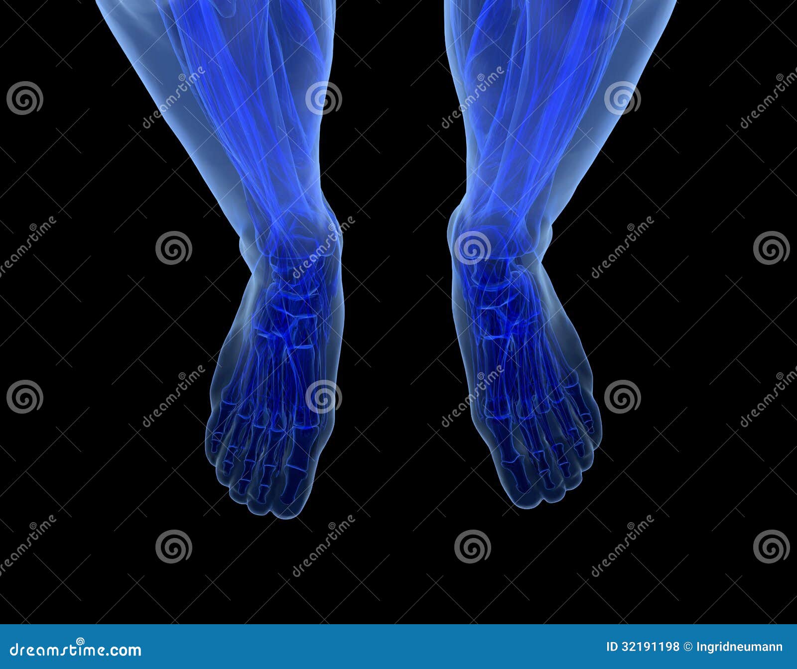 Anatomie Van Menselijke Benen Stock Illustratie - Illustration of ...