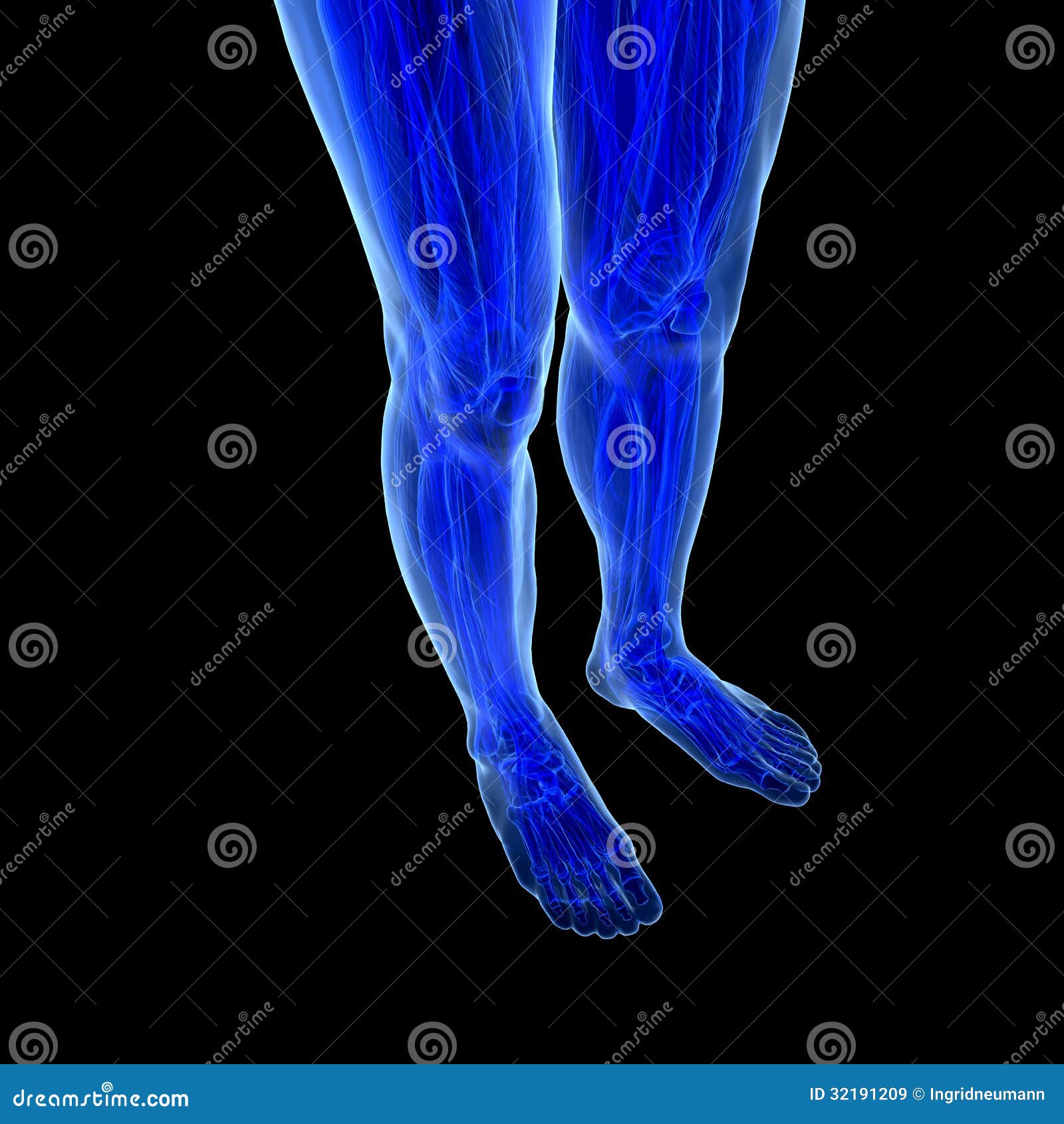 Anatomie Van Menselijke Benen Stock Illustratie - Illustration of ...