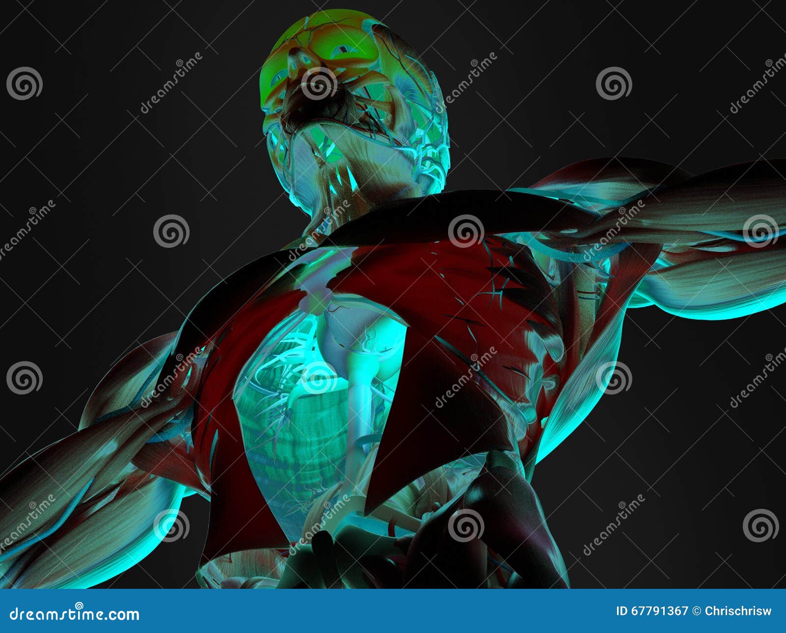 Anatomie Van Menselijke Borst Stock Afbeelding - Image of toekomst ...