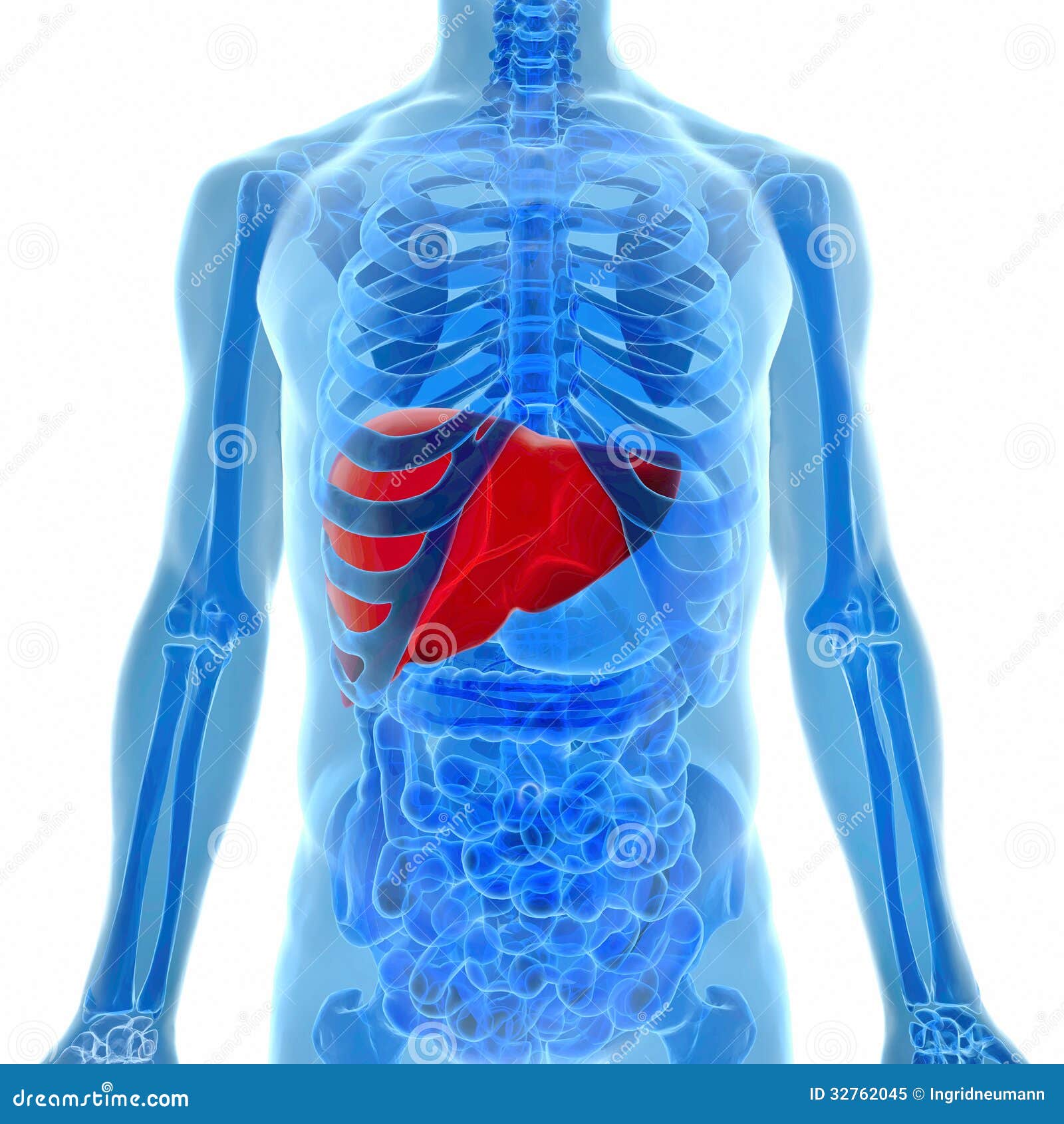 Anatomie Van Menselijke Lever in X-ray Mening Stock Illustratie ...