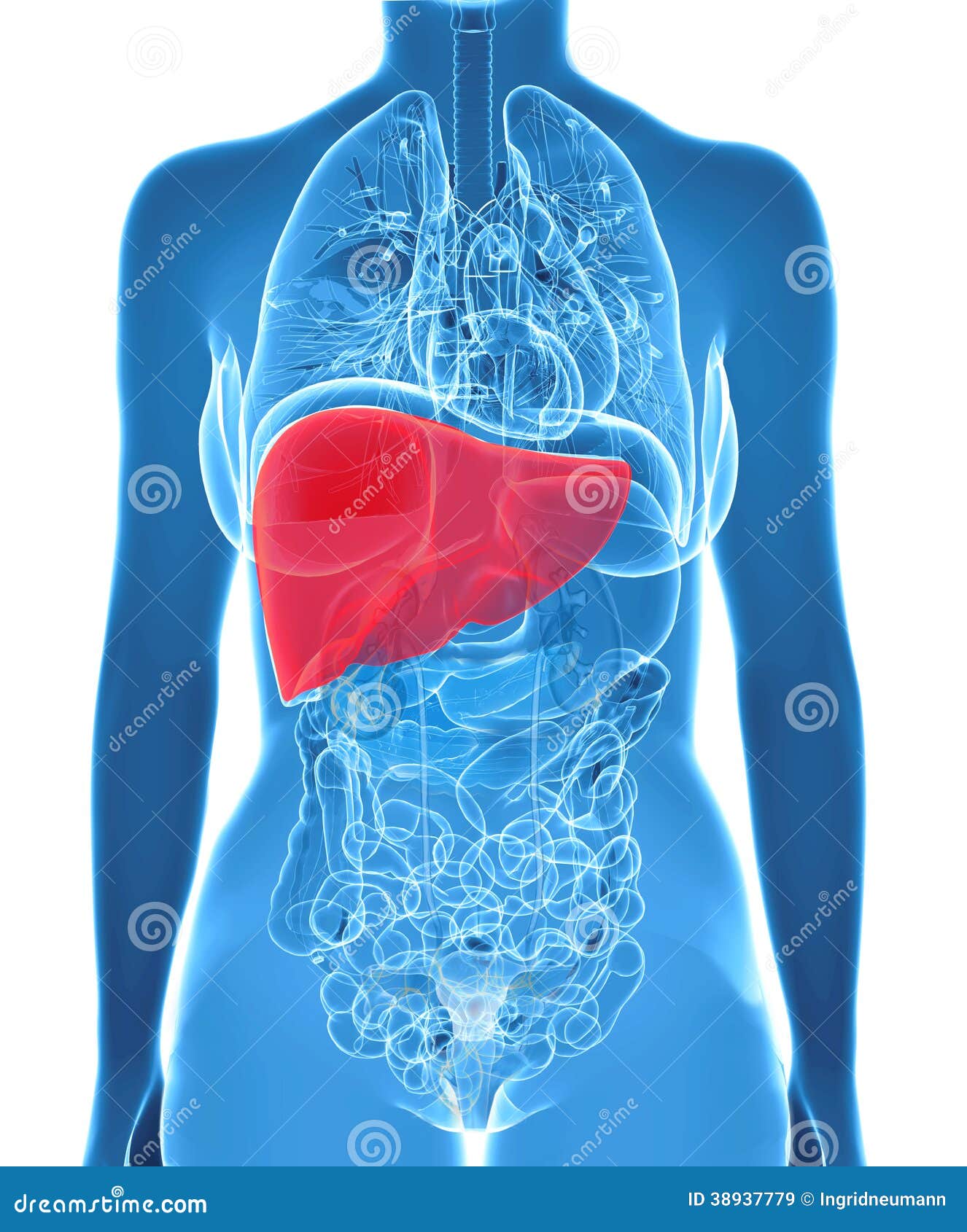Anatomie Van Menselijke Lever in X-ray Mening Stock Illustratie ...
