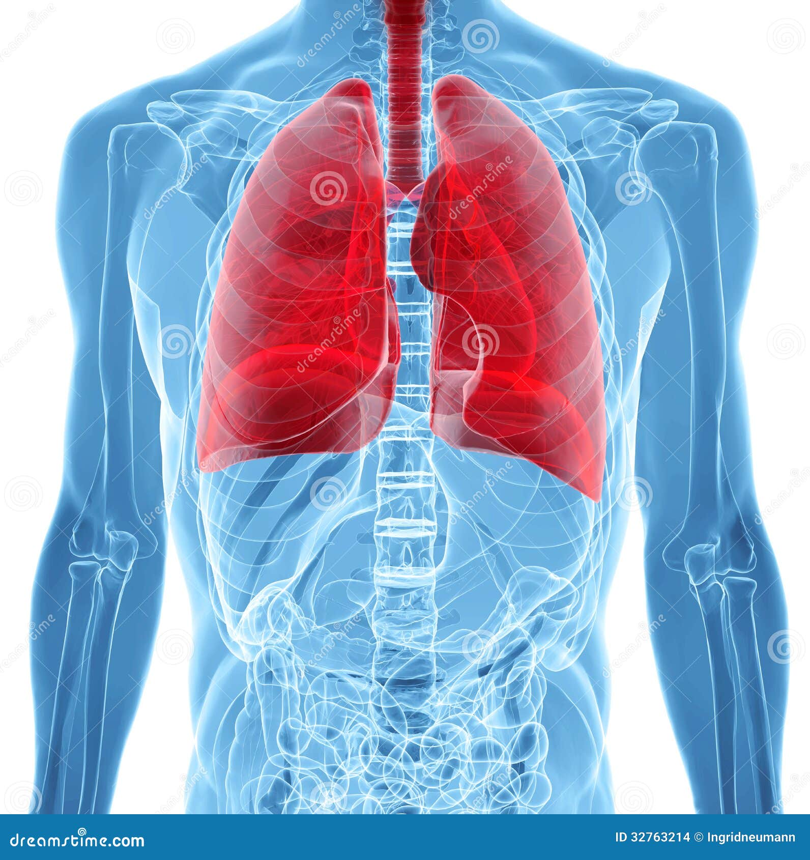 Anatomie Van Menselijke Longen in X-ray Mening Stock Illustratie ...