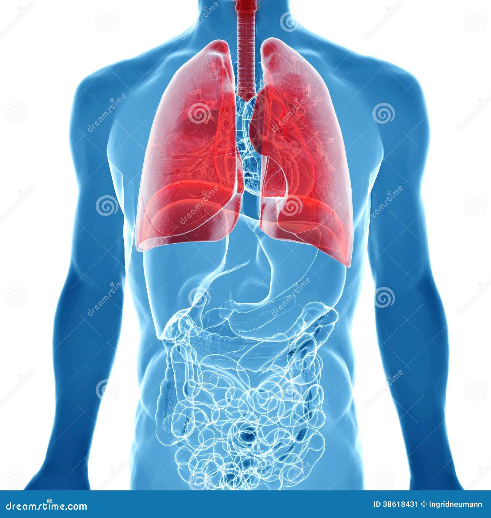 Anatomie Van Menselijke Longen in X-ray Mening Stock Illustratie ...