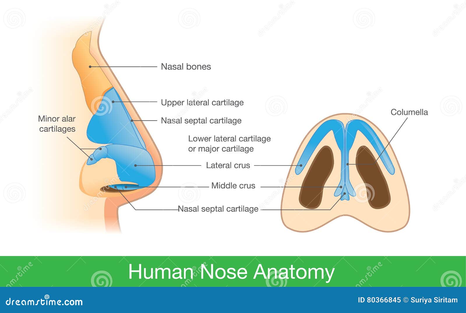 Anatomie Diagram Van De Menselijke Neus 1. Anatomie En Fysiologie Neus