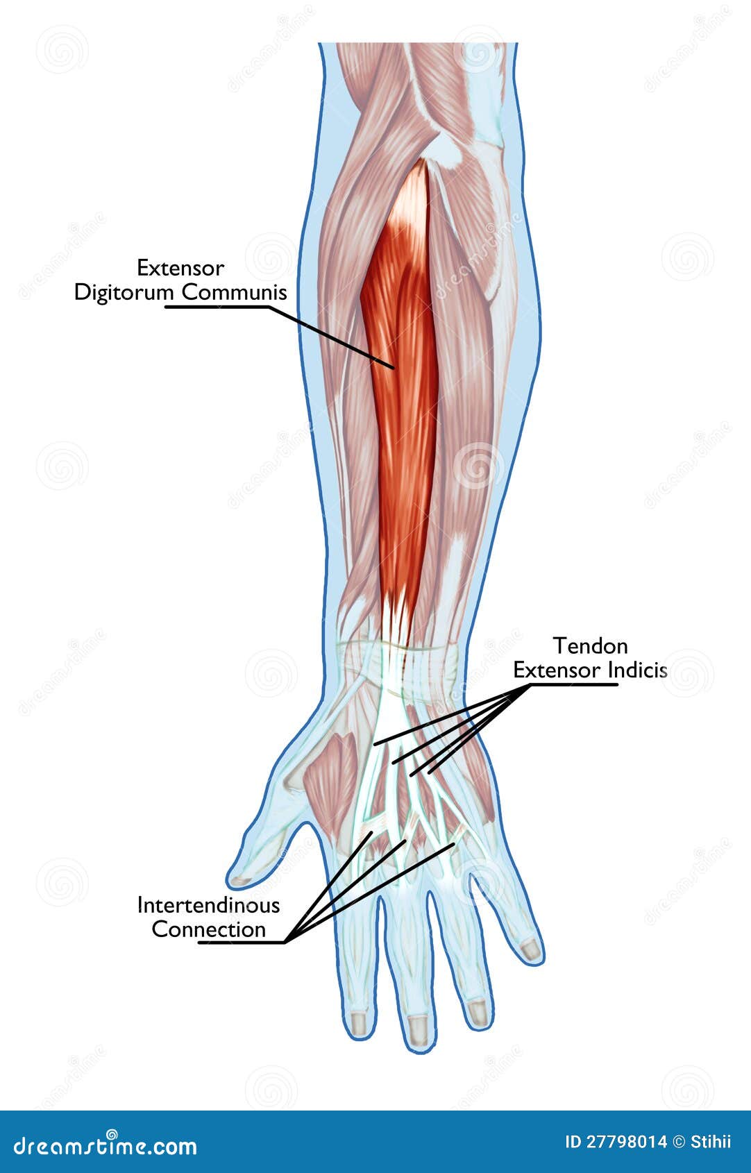 Anatomie van spiersysteem stock illustratie. Illustration of karpi ...
