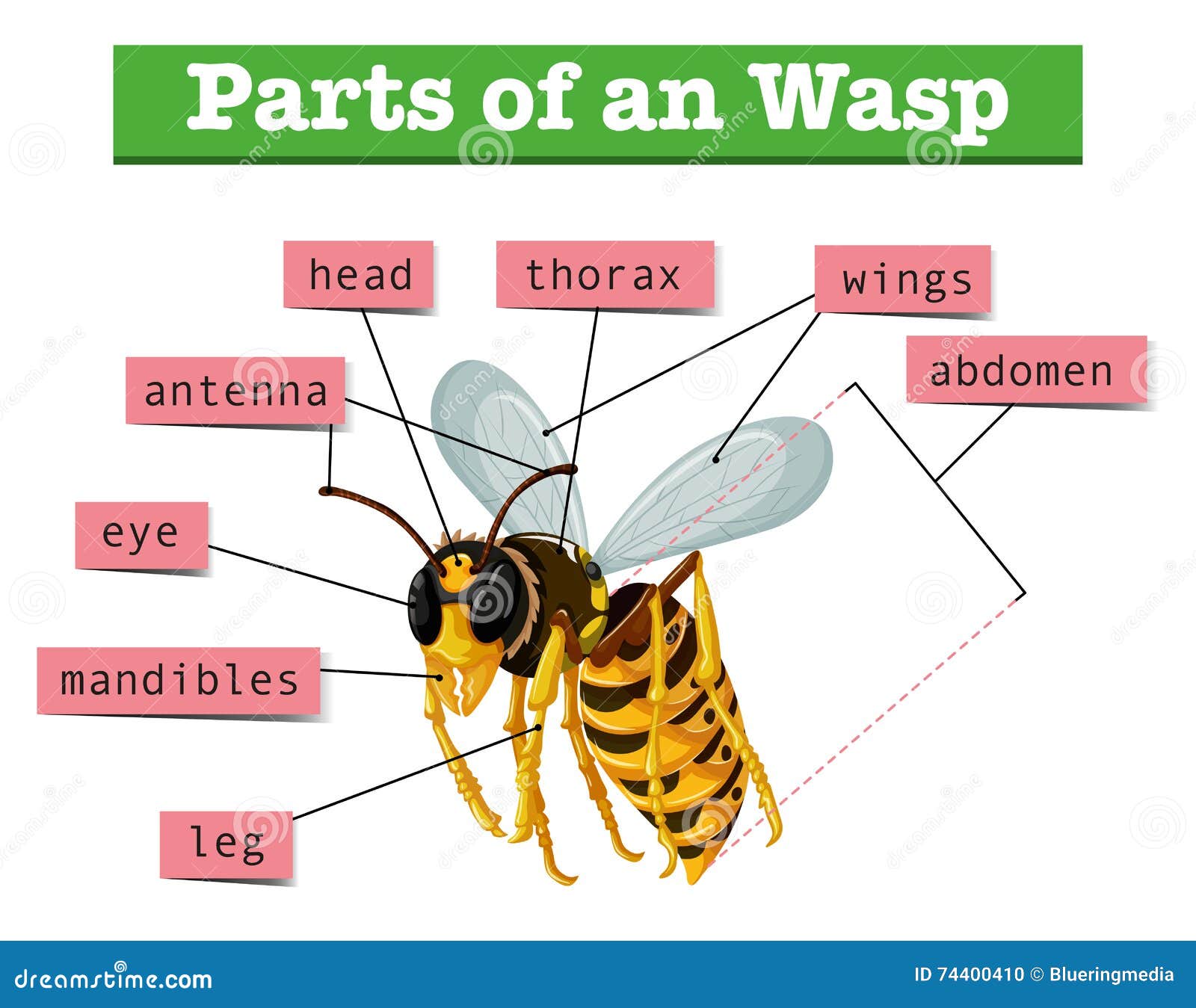 Anatomie Van Wesp Met Woorden Vector Illustratie - Illustration of ...