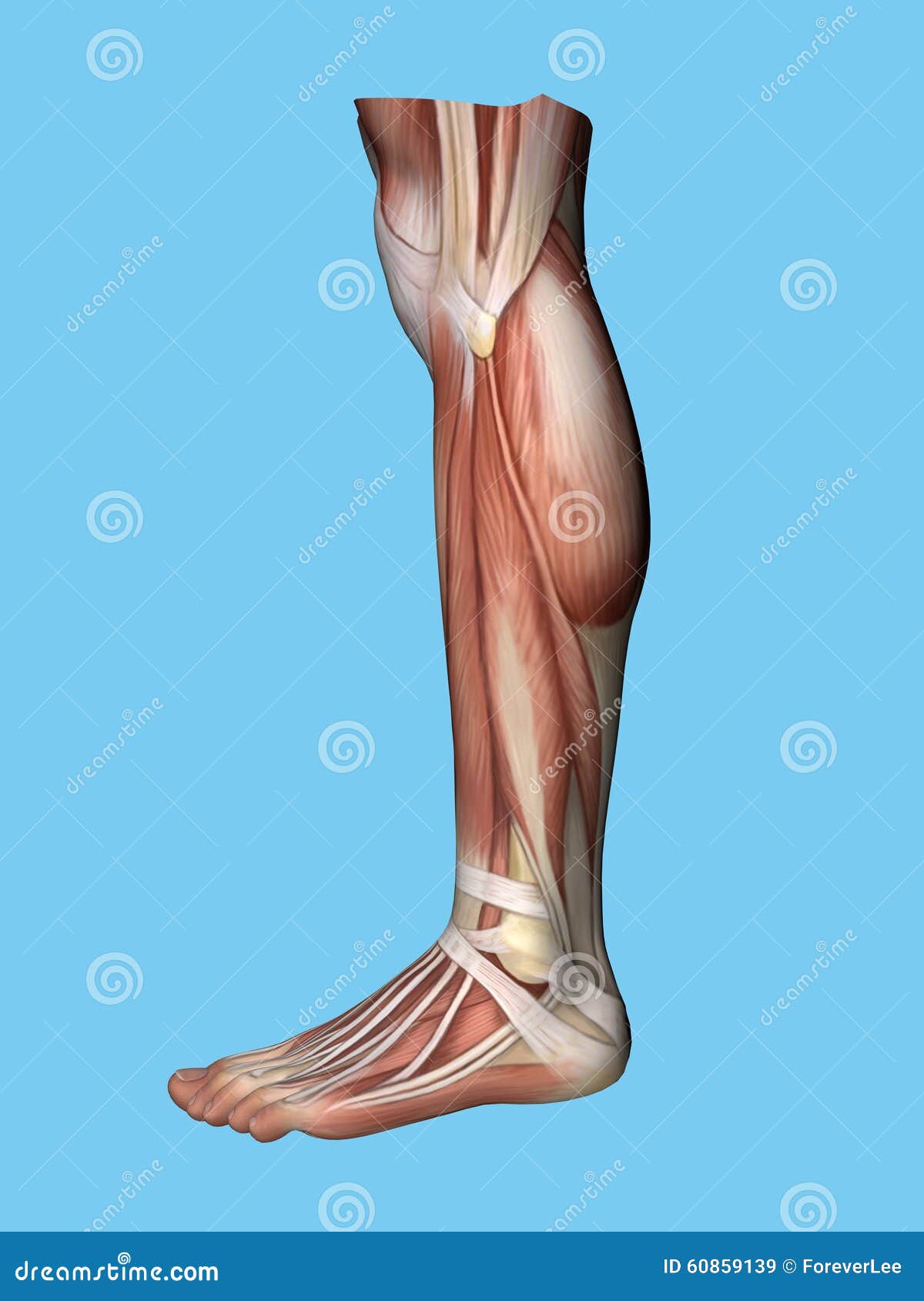 Anatomie Zijaanzicht Van Been Stock Illustratie - Illustration of ...