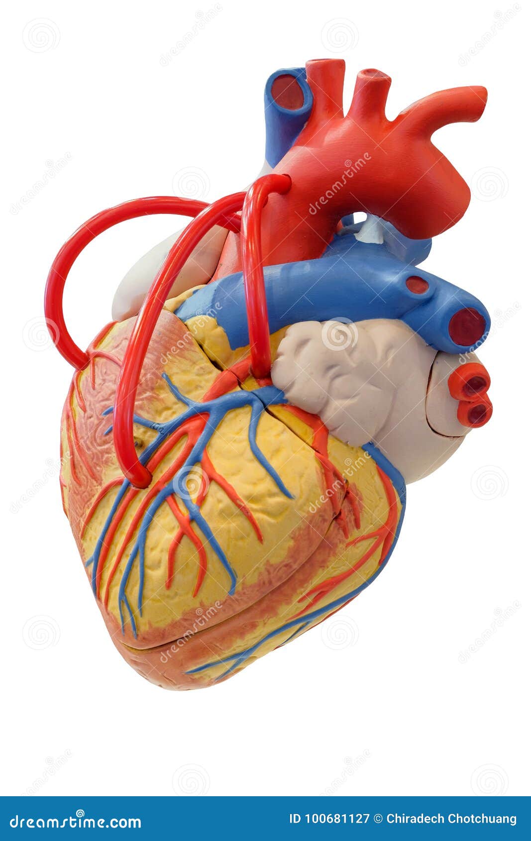 Anatomiemodell Des Herz-Kreislauf-Systems Stockbild - Bild von ...