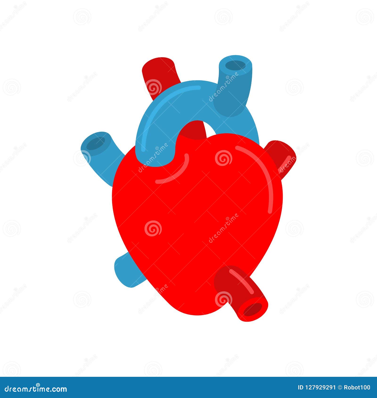 Anatomisch Geïsoleerd Hart Ventrikels En Atria Aorta En Aders Vector ...